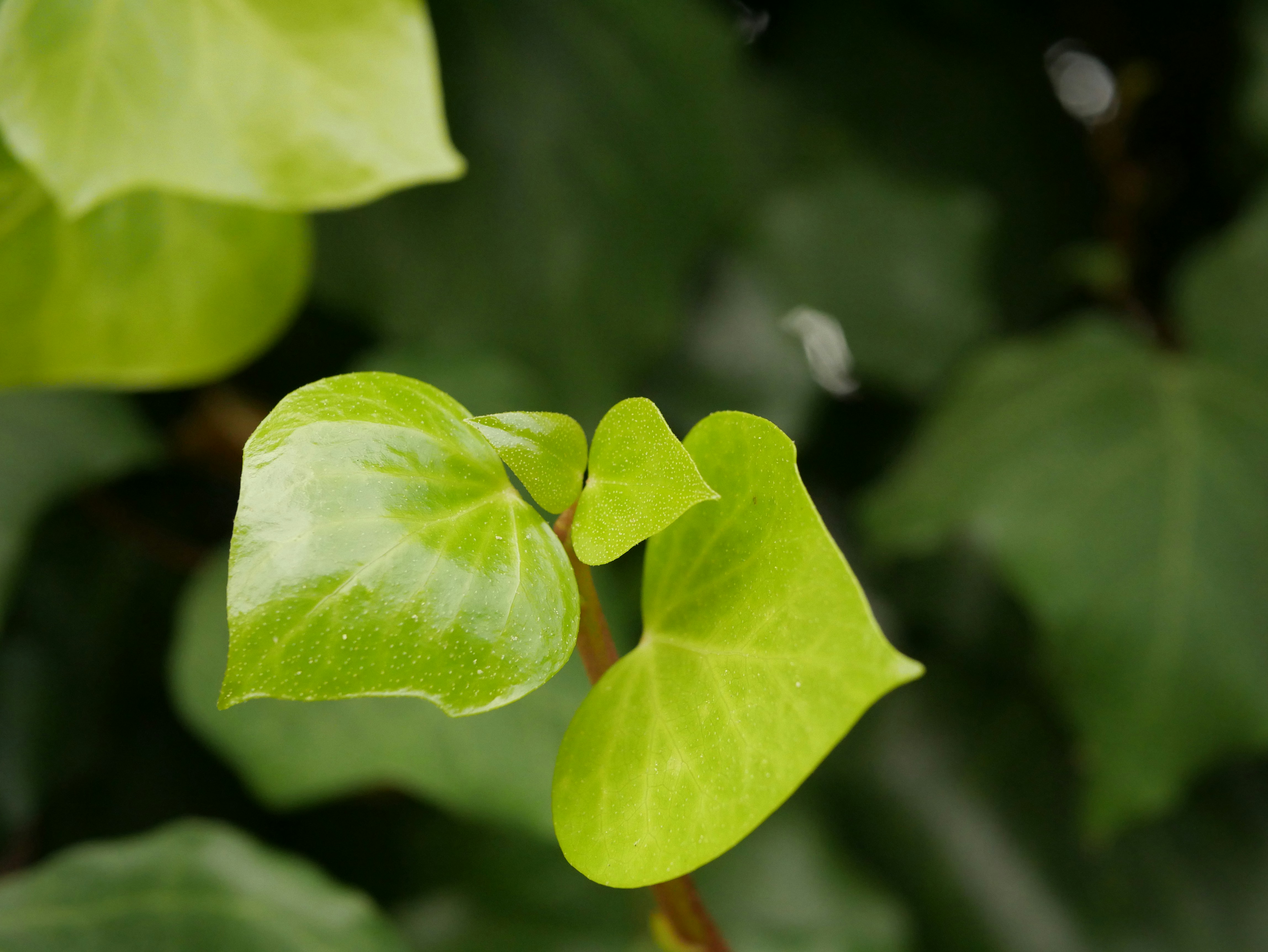 Close-up of vibrant ivy leaves showcasing their intricate shapes and textures against a blurred green backdrop.