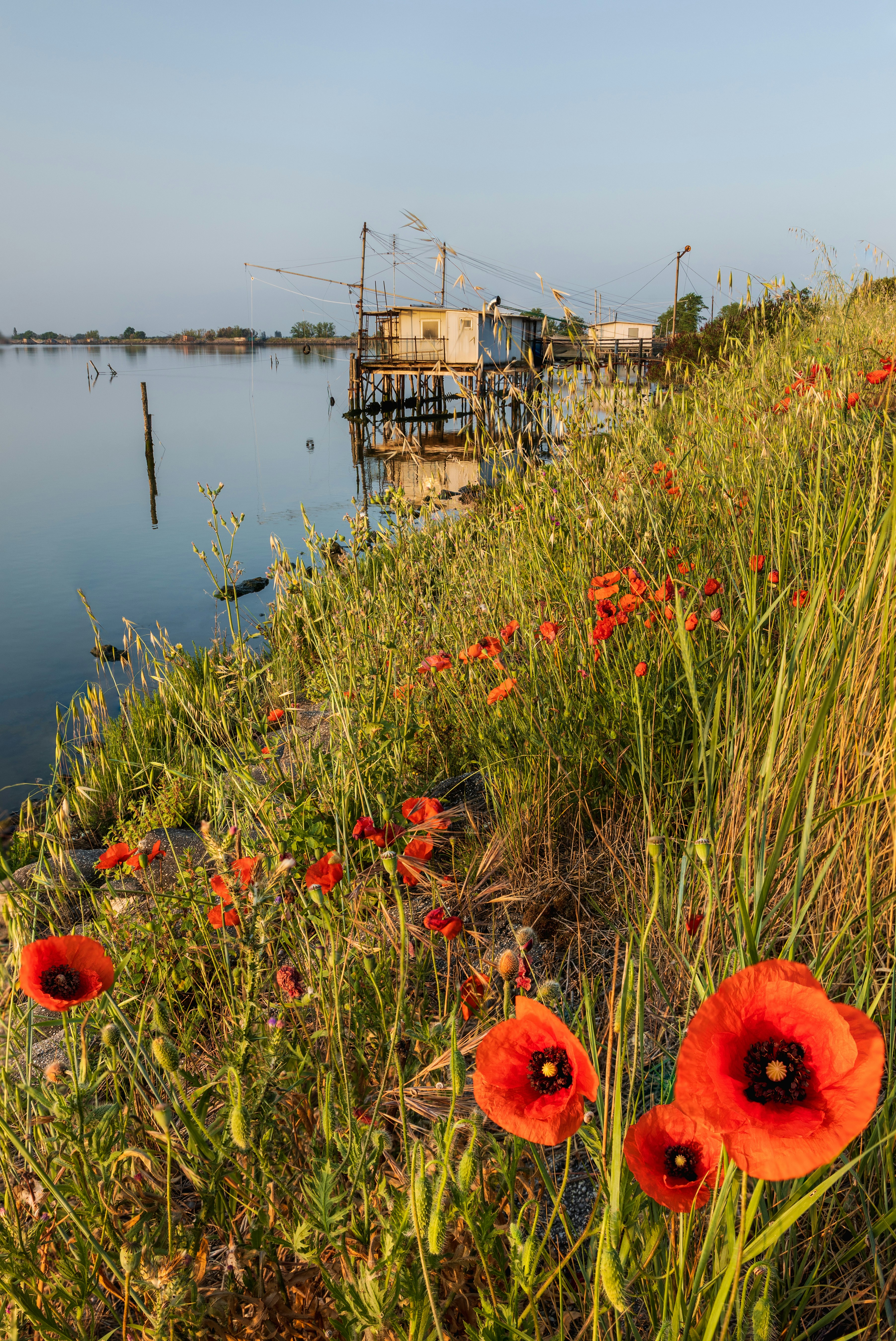Crimson Poppies by the Distant Houseboat on a Quiet Riverside