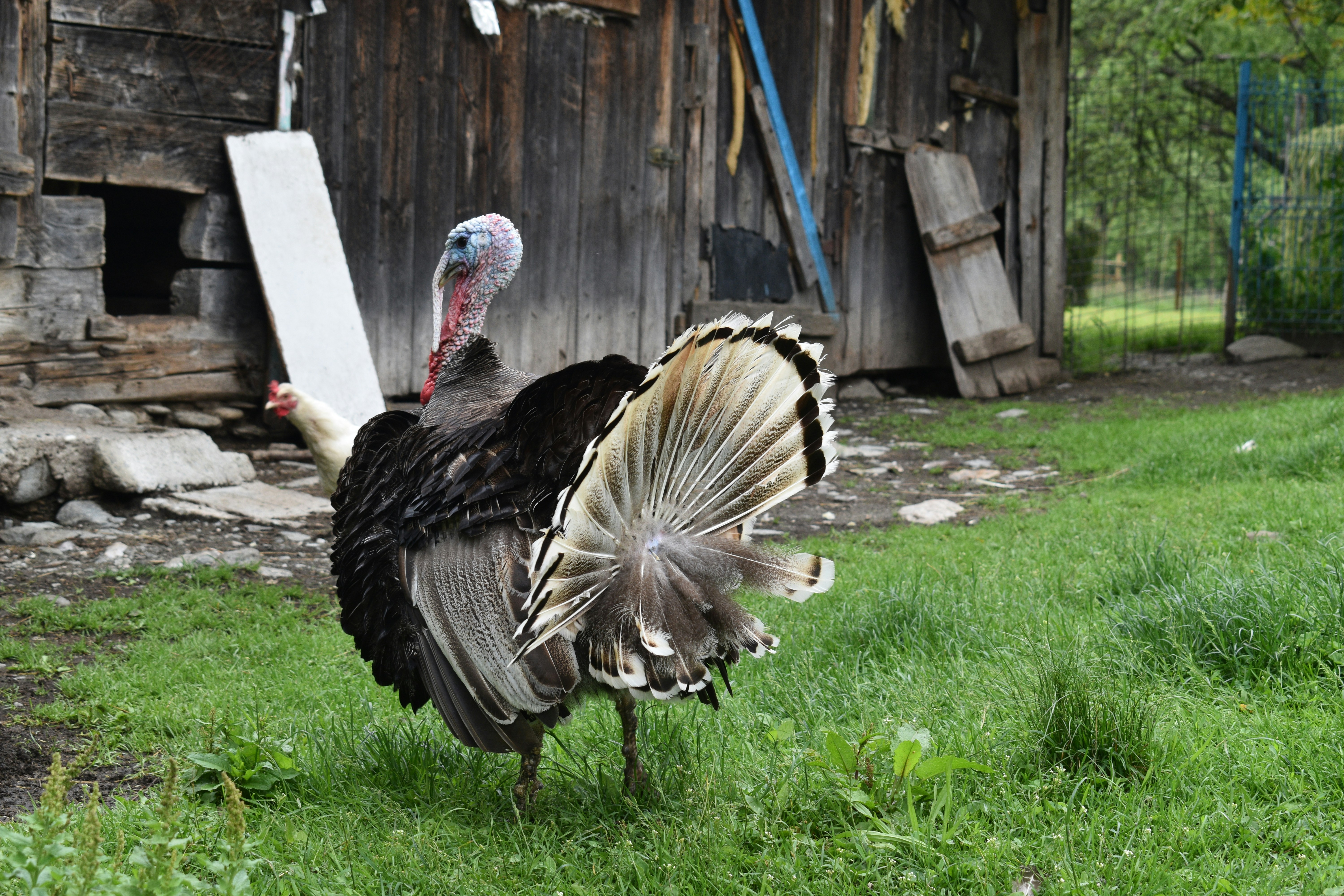 The Regal Turkey: Nature's Feathery Display