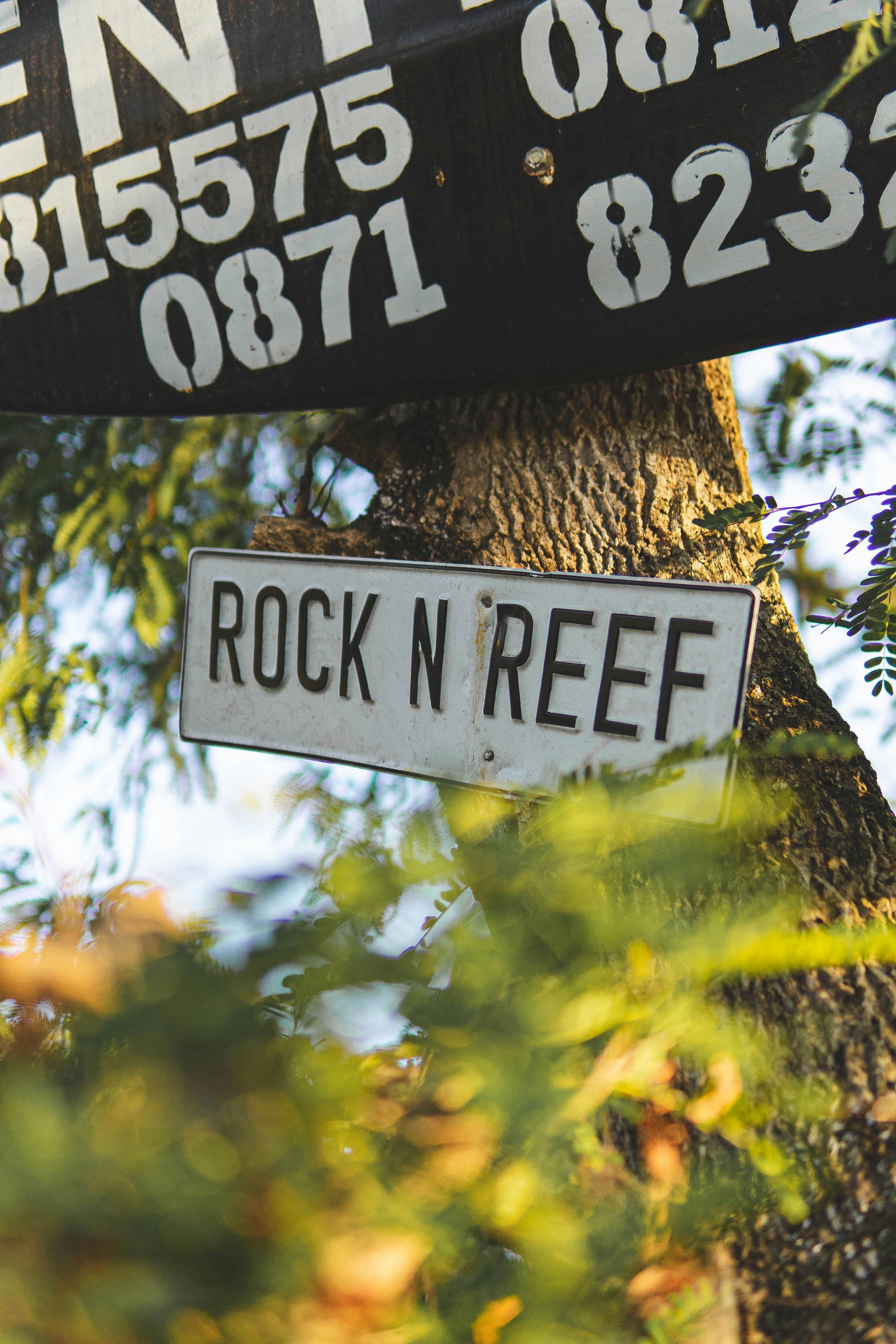 Rock N Reef: Weathered Sign Clinging to a Tree Amid Sunlit Foliage