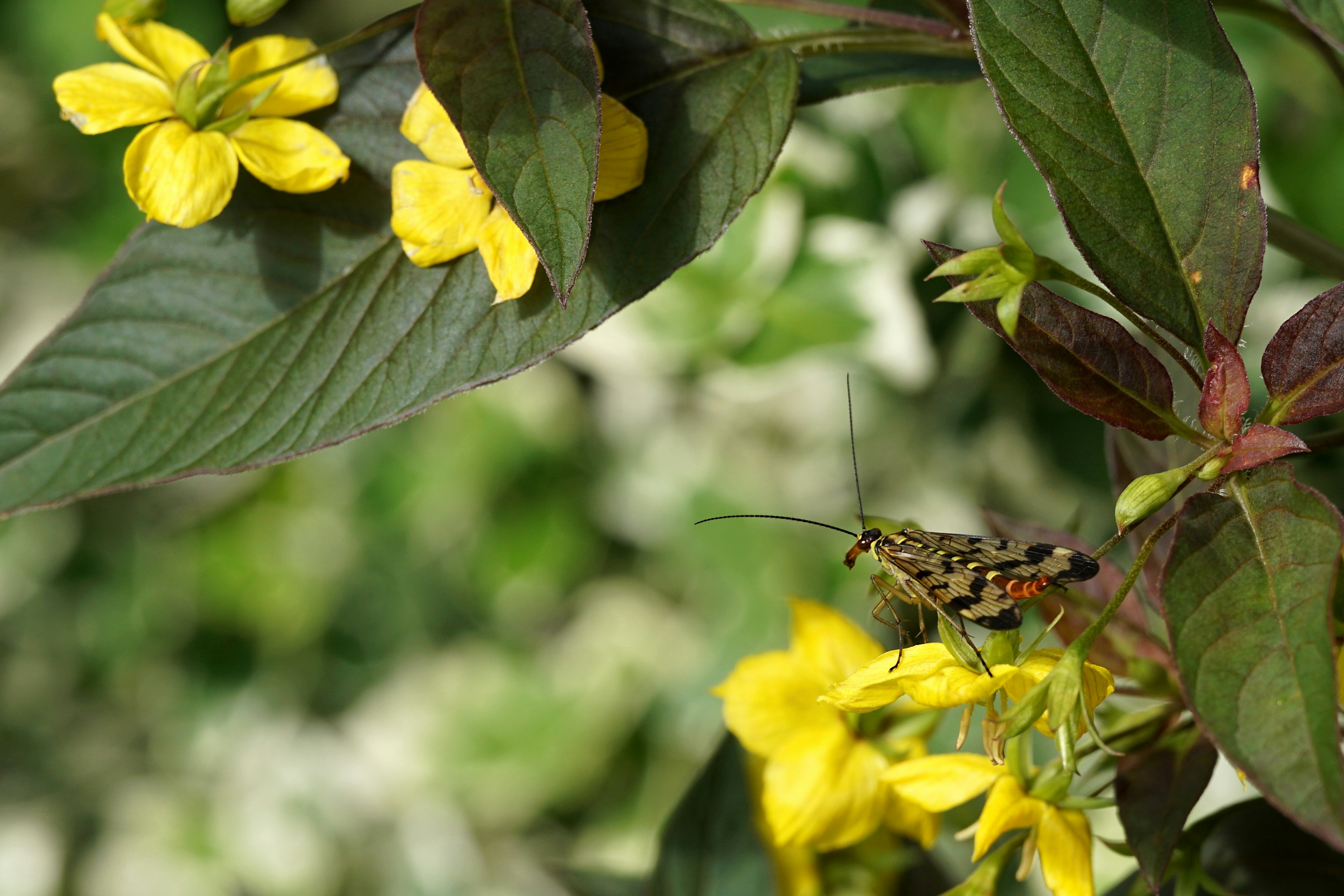 Whispering Wings on a Sunlit Yellow Bloom