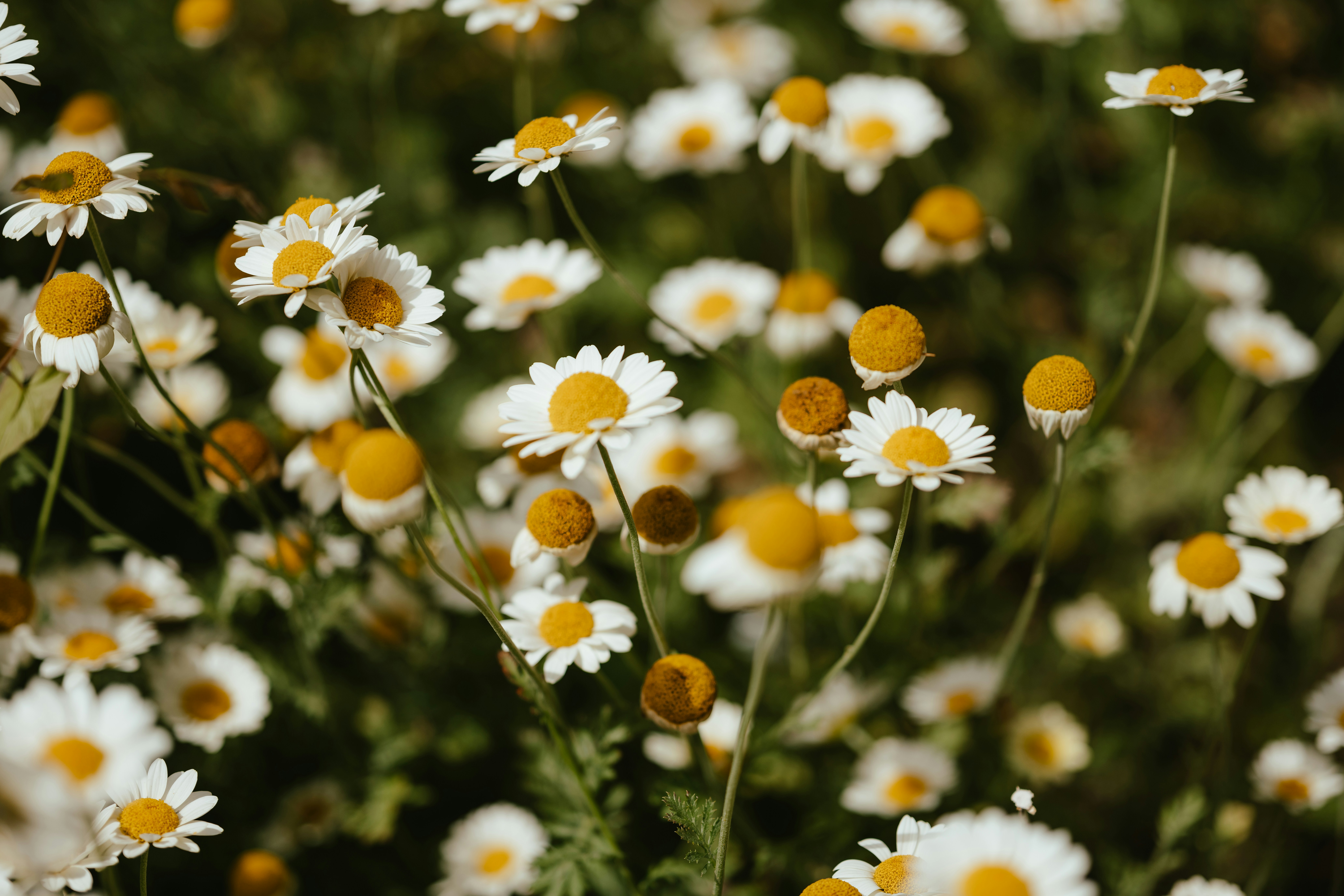a group of white flowers