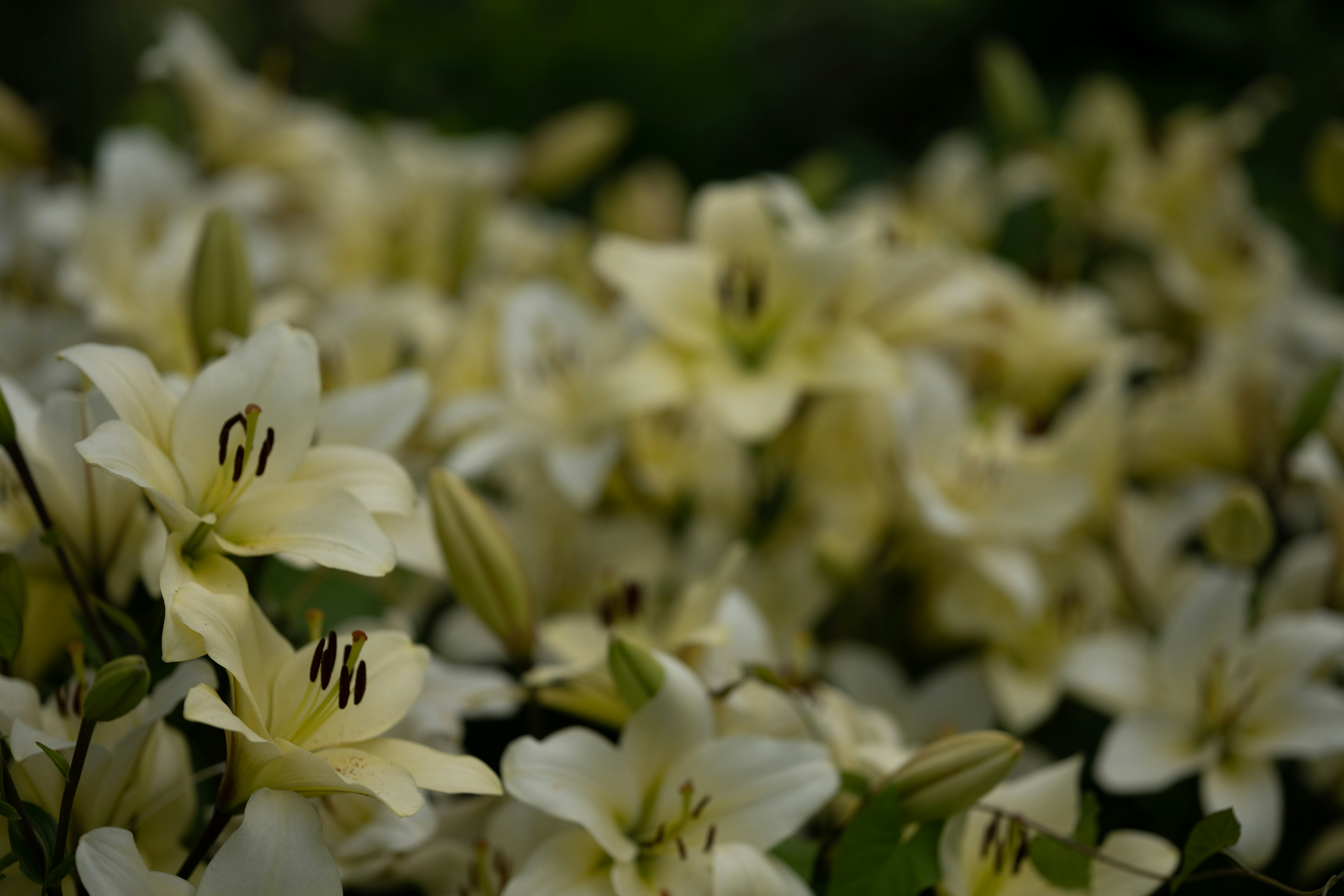 Cream Cascade: Delicate lilies in a sunlit sea of petals