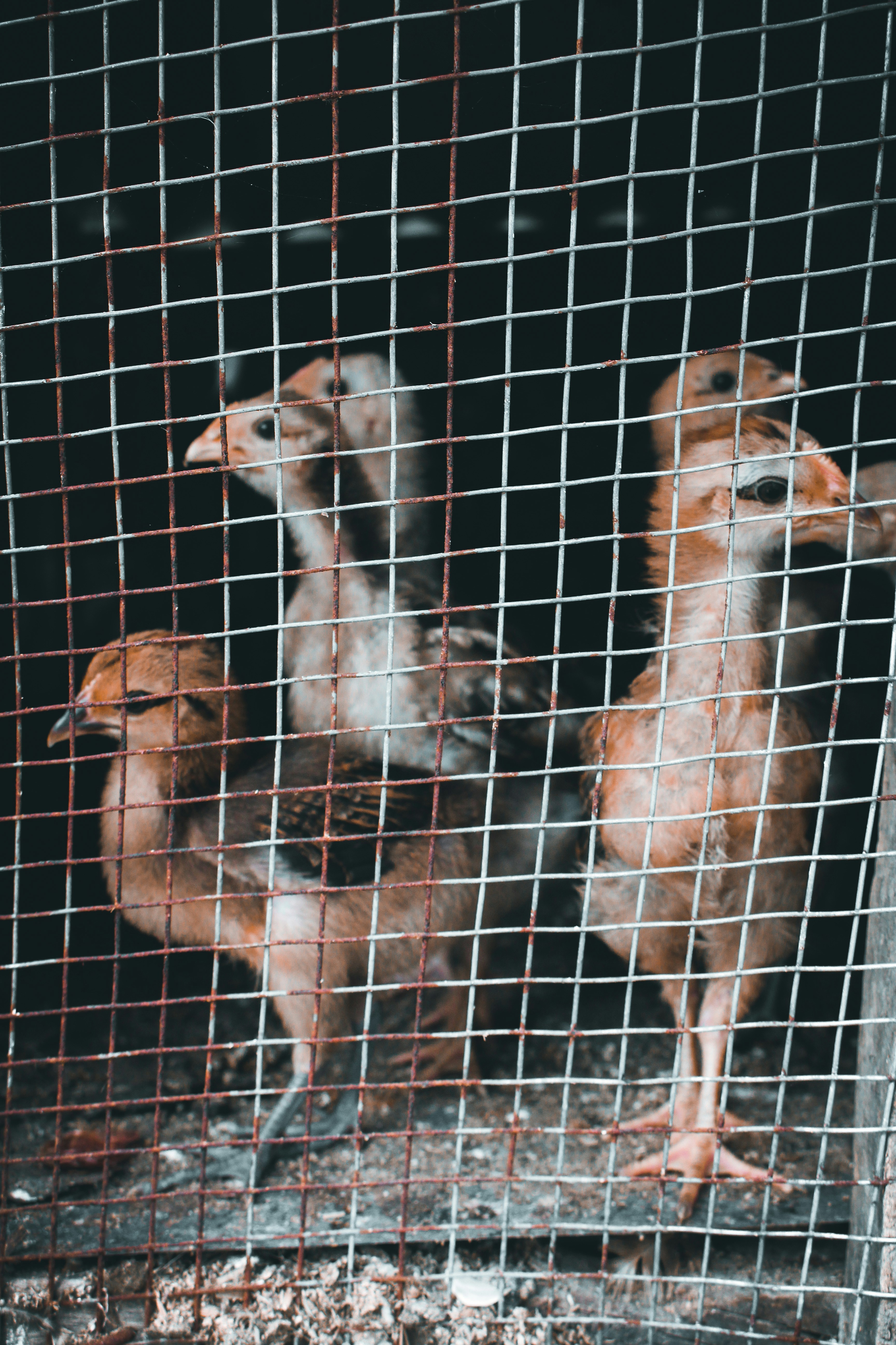 Chickens Behind Bars: A Glimpse of Farm Life