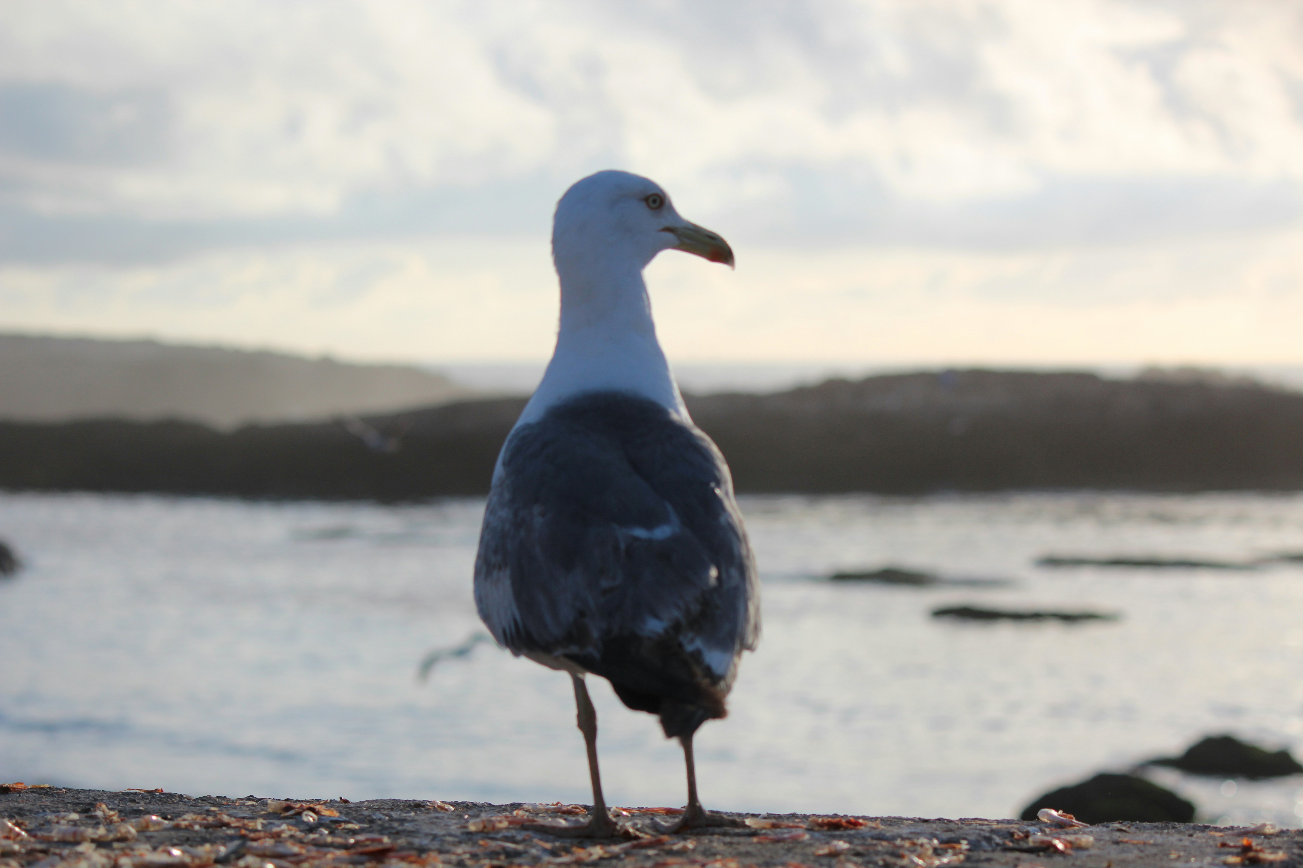 a bird standing on a beach
