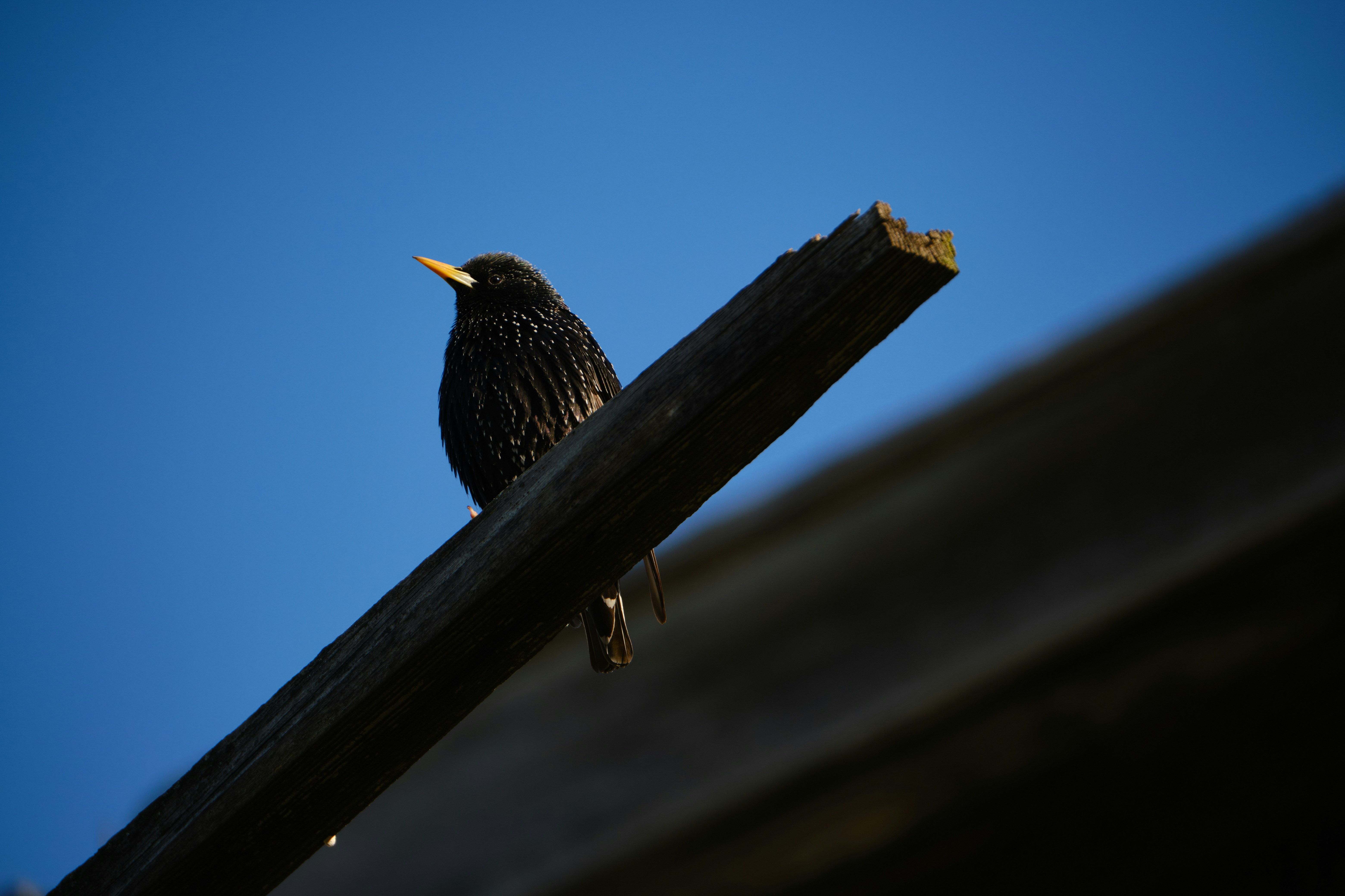 Starling on a Weathered Beam Under a Cobalt Sky