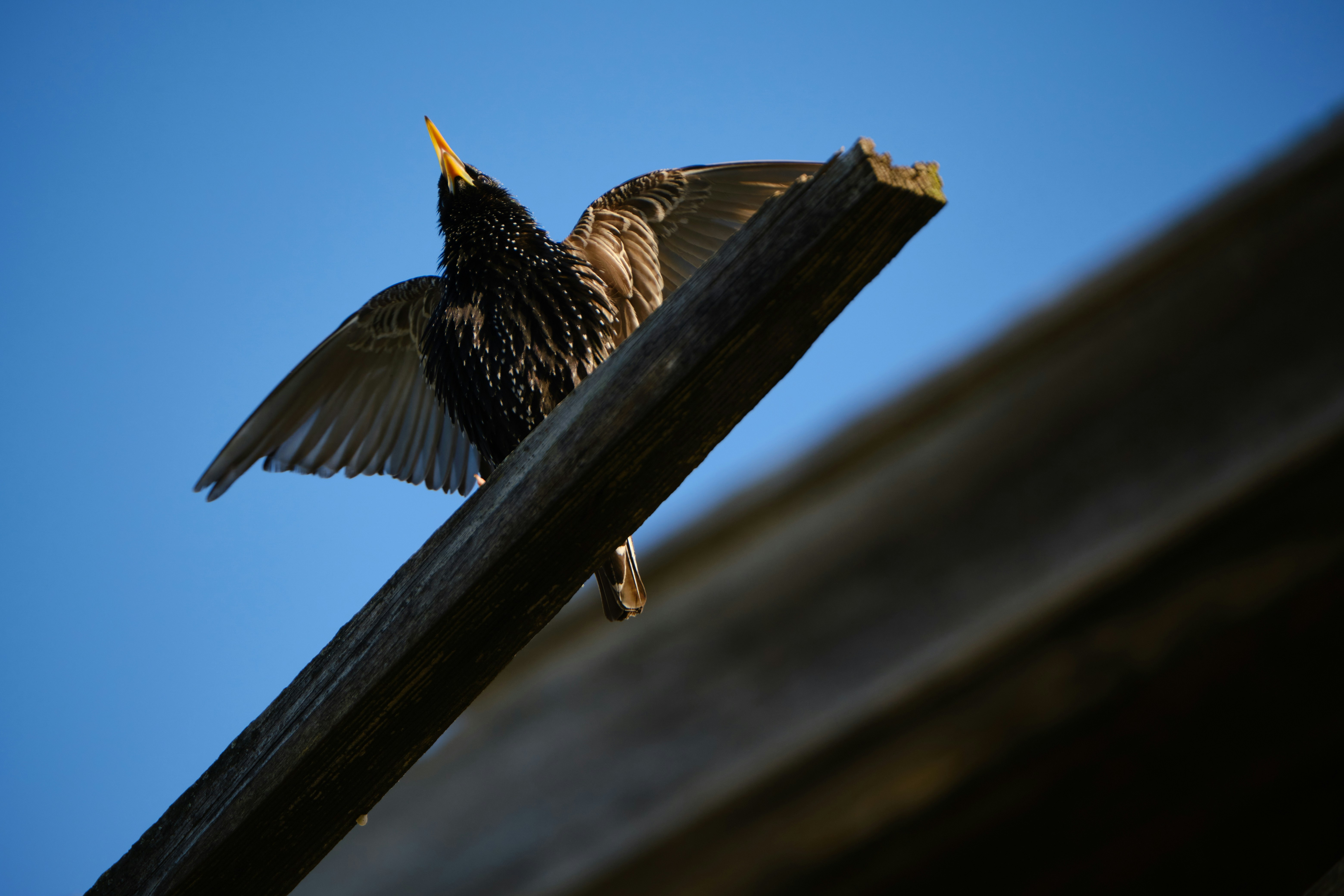Bird in Flight on a Weathered Beam Against a Clear Sky