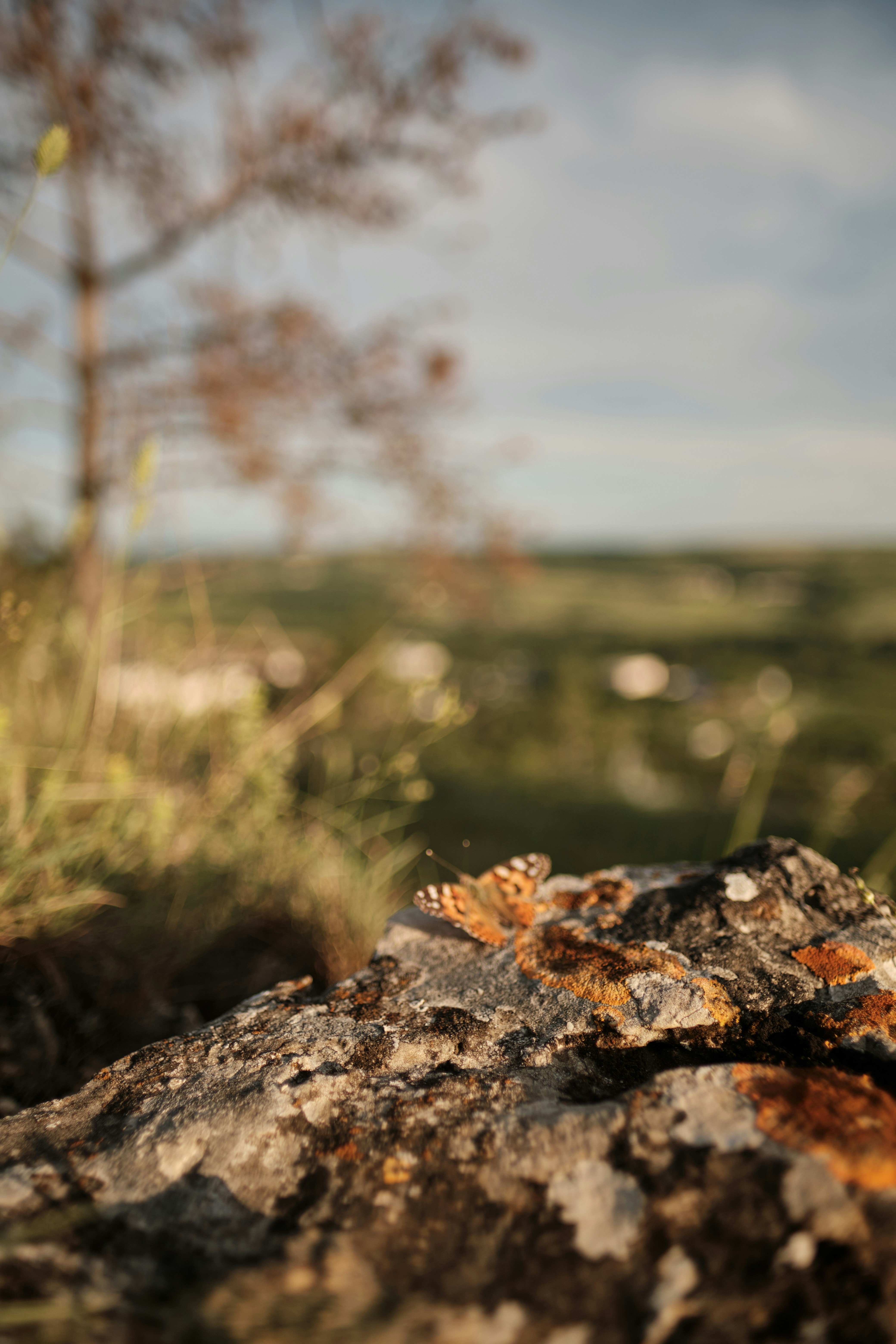 Winged Moment on a Lichen-Covered Rock at Golden Hour
