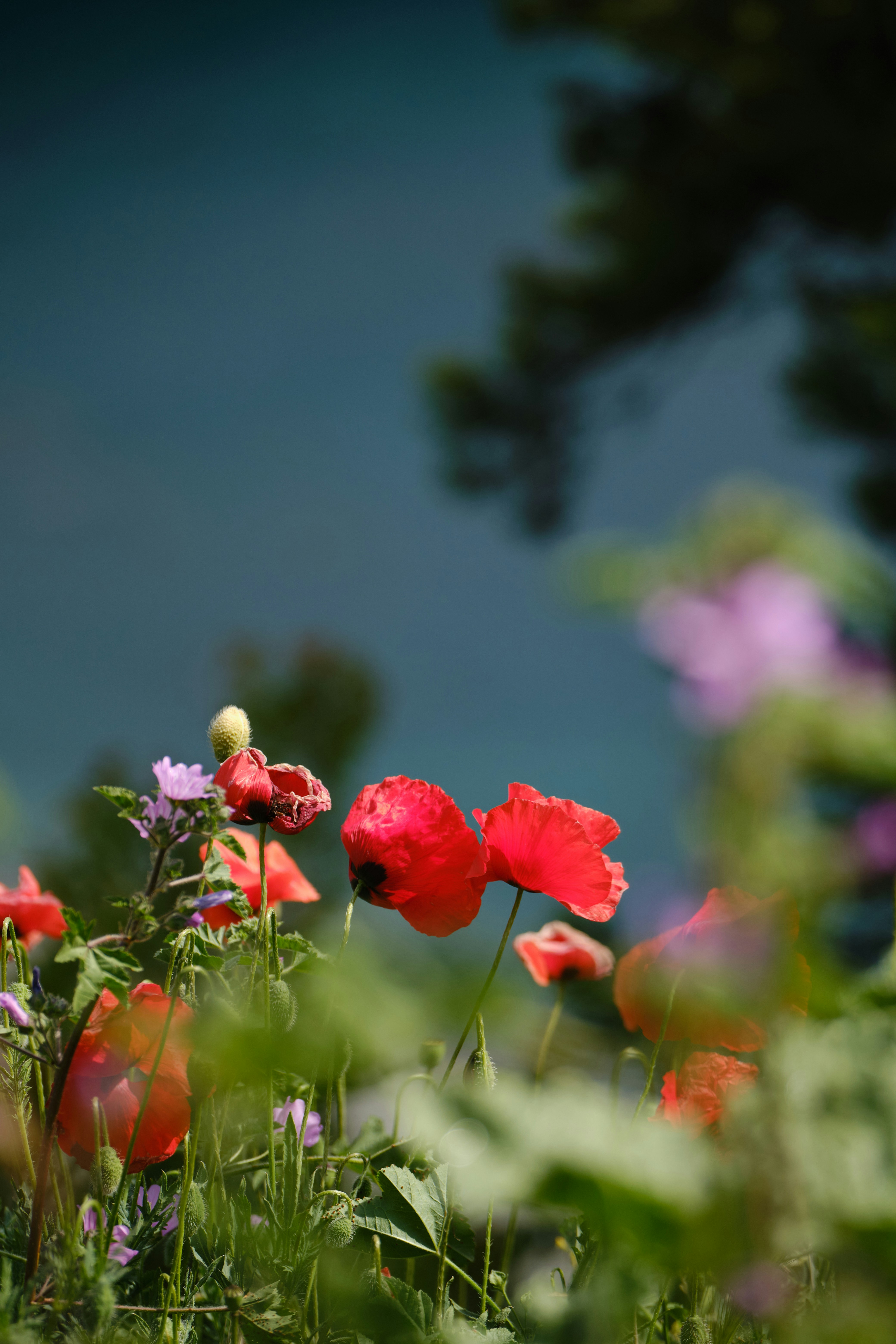 Crimson Poppies Rising Over a Quiet Field