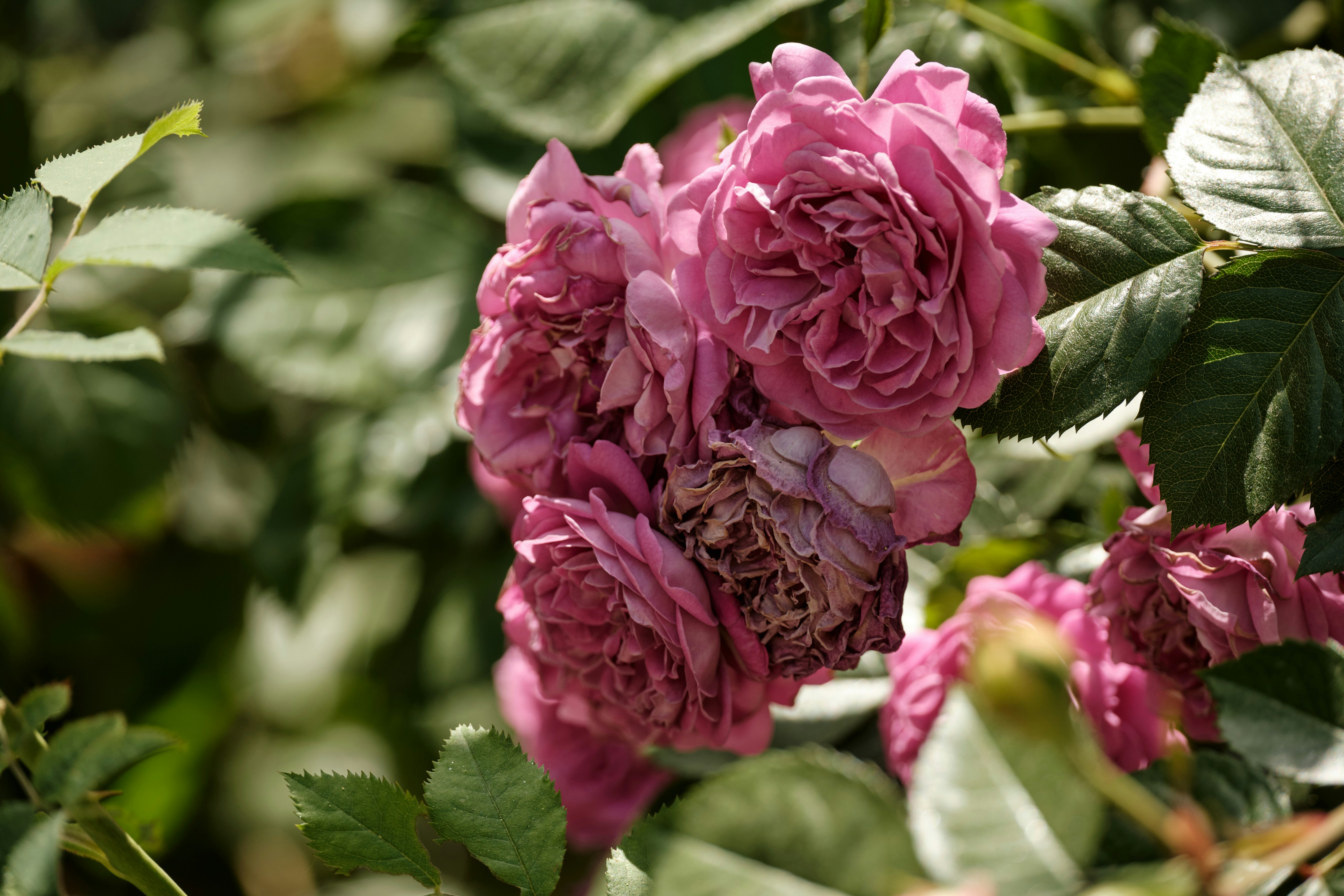 a close up of a flower
