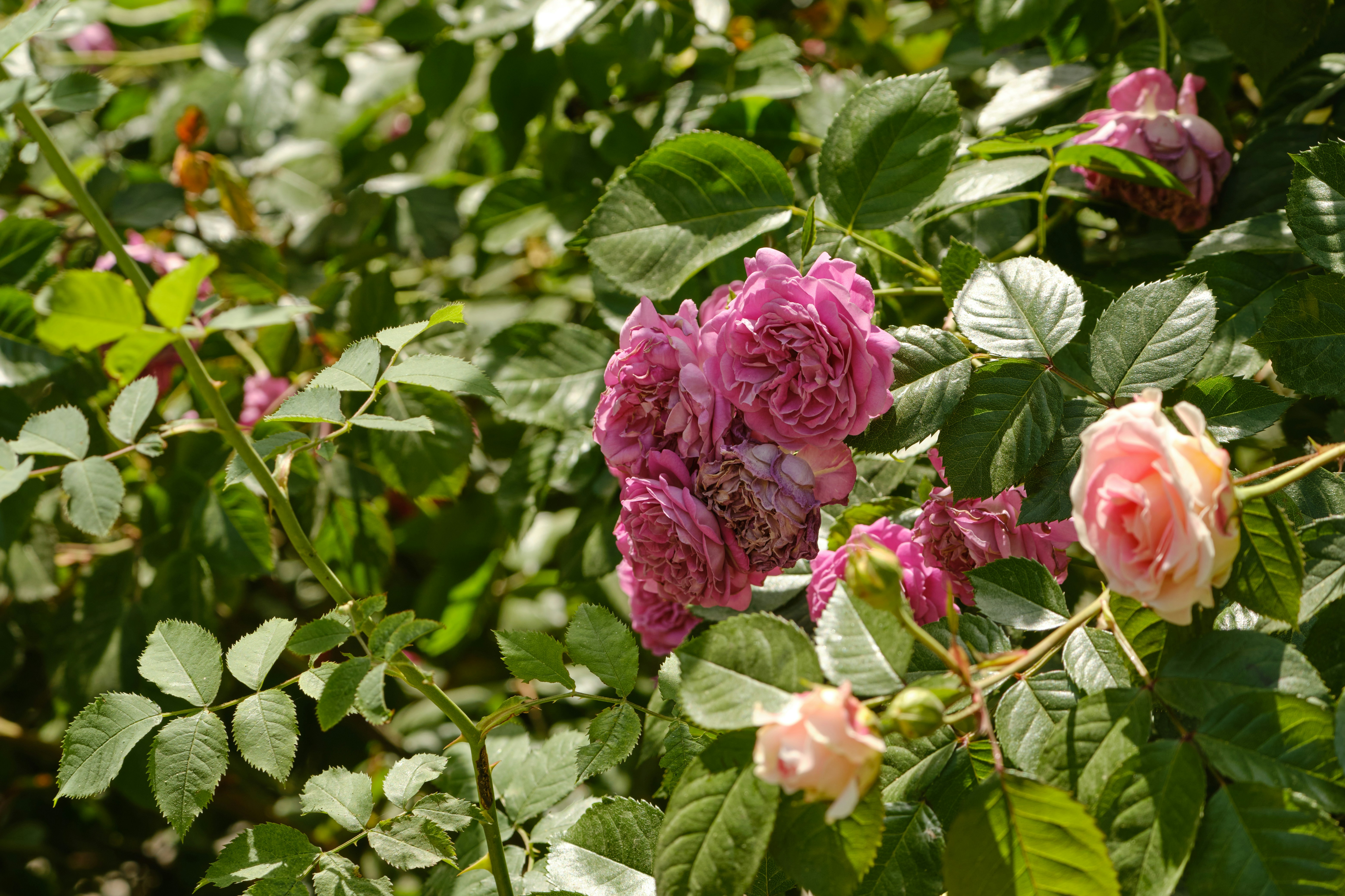 a group of flowers
