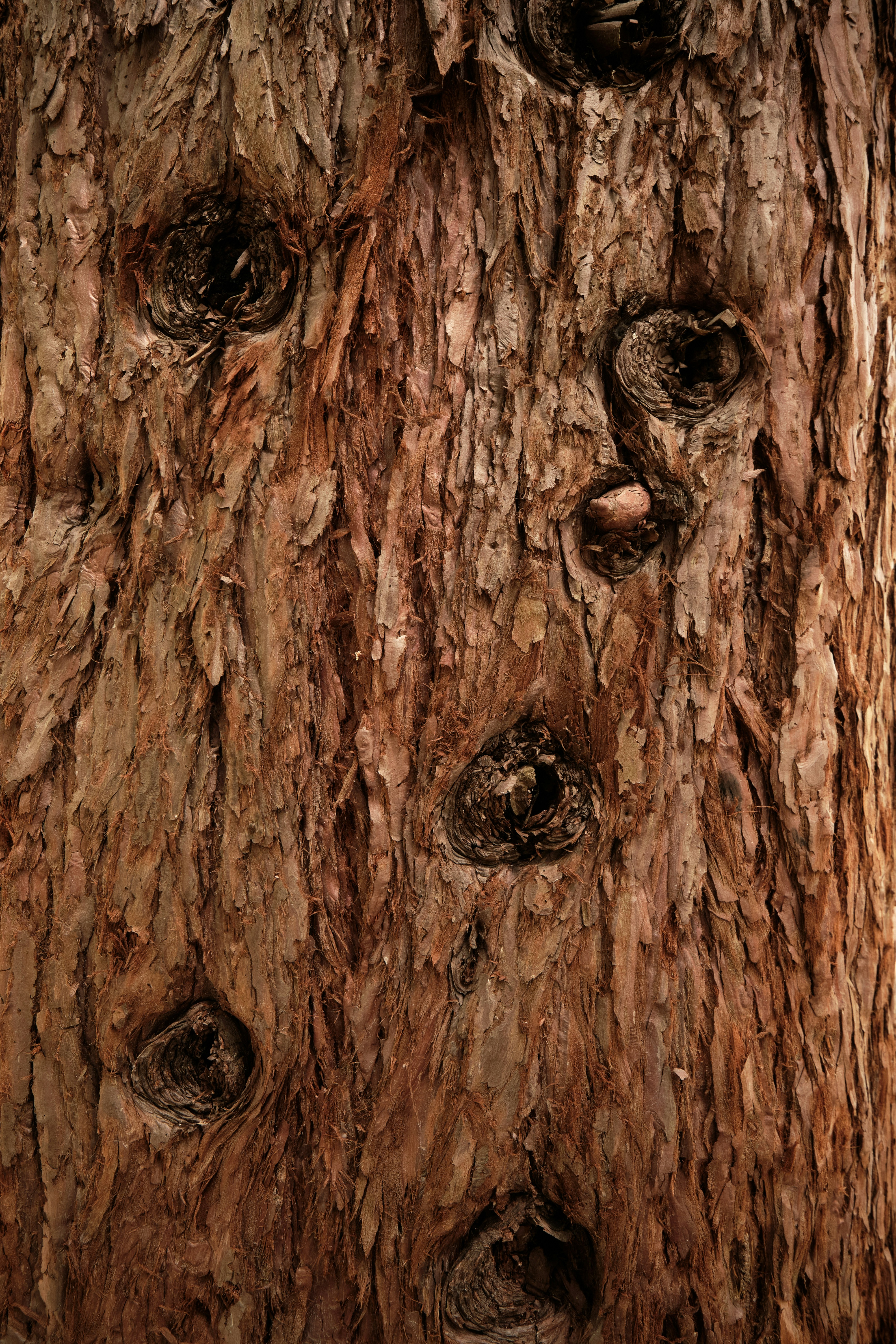 a close up of a tree bark