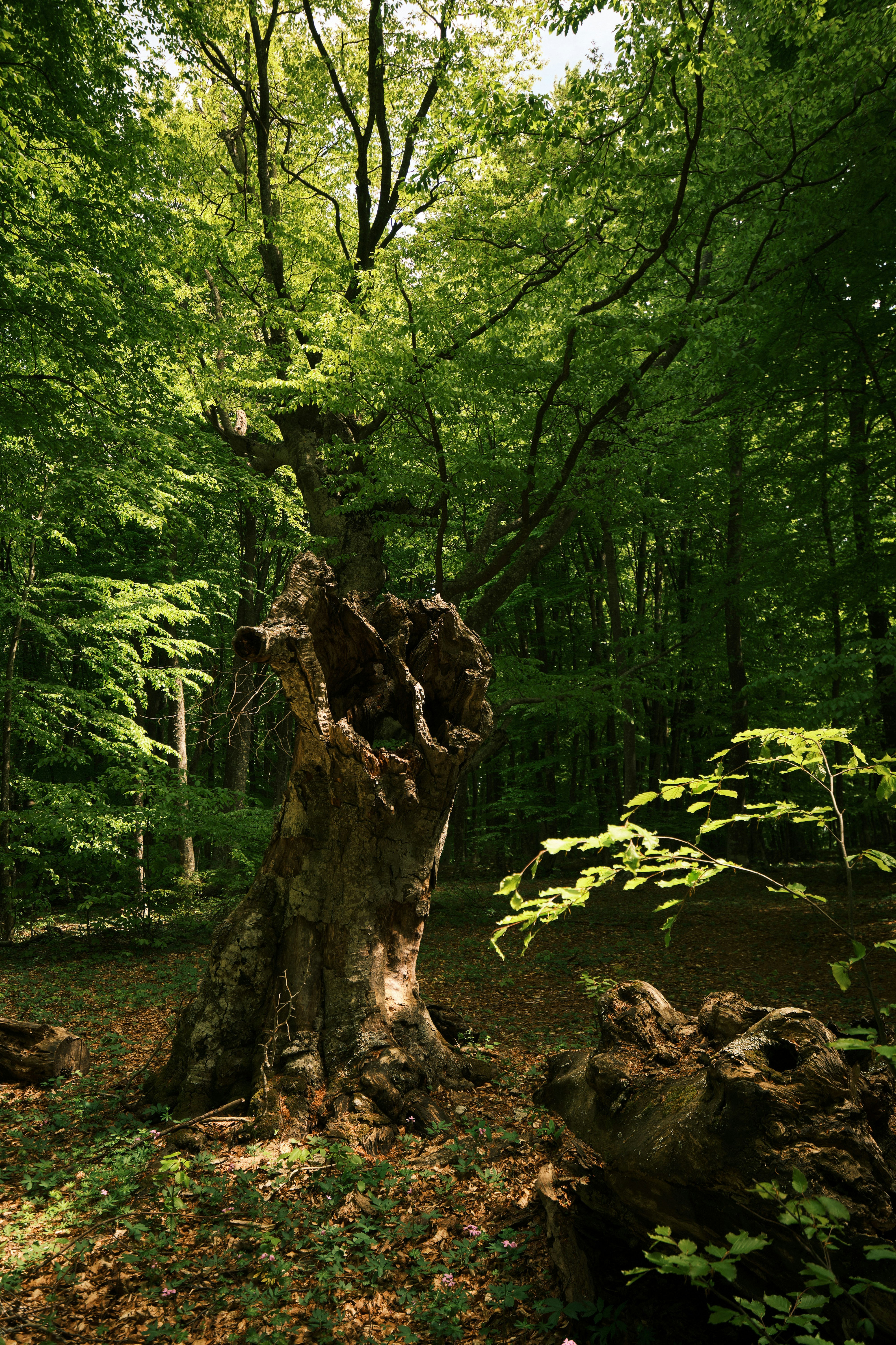 Ancient Hollow: Timeworn Stump in a Sunlit Forest