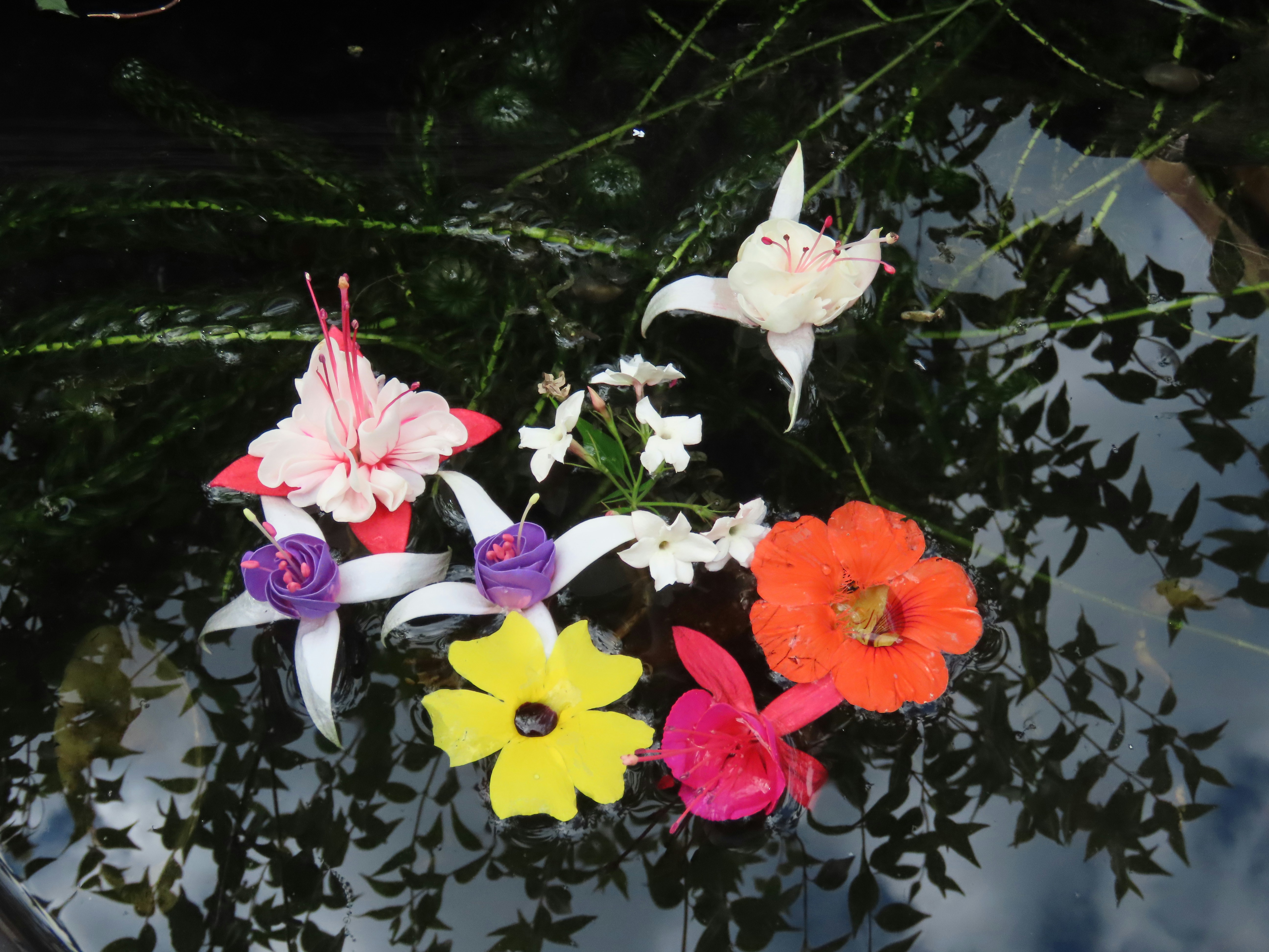 Floating Palette: Tropical Blooms Drift on Mirror-Water