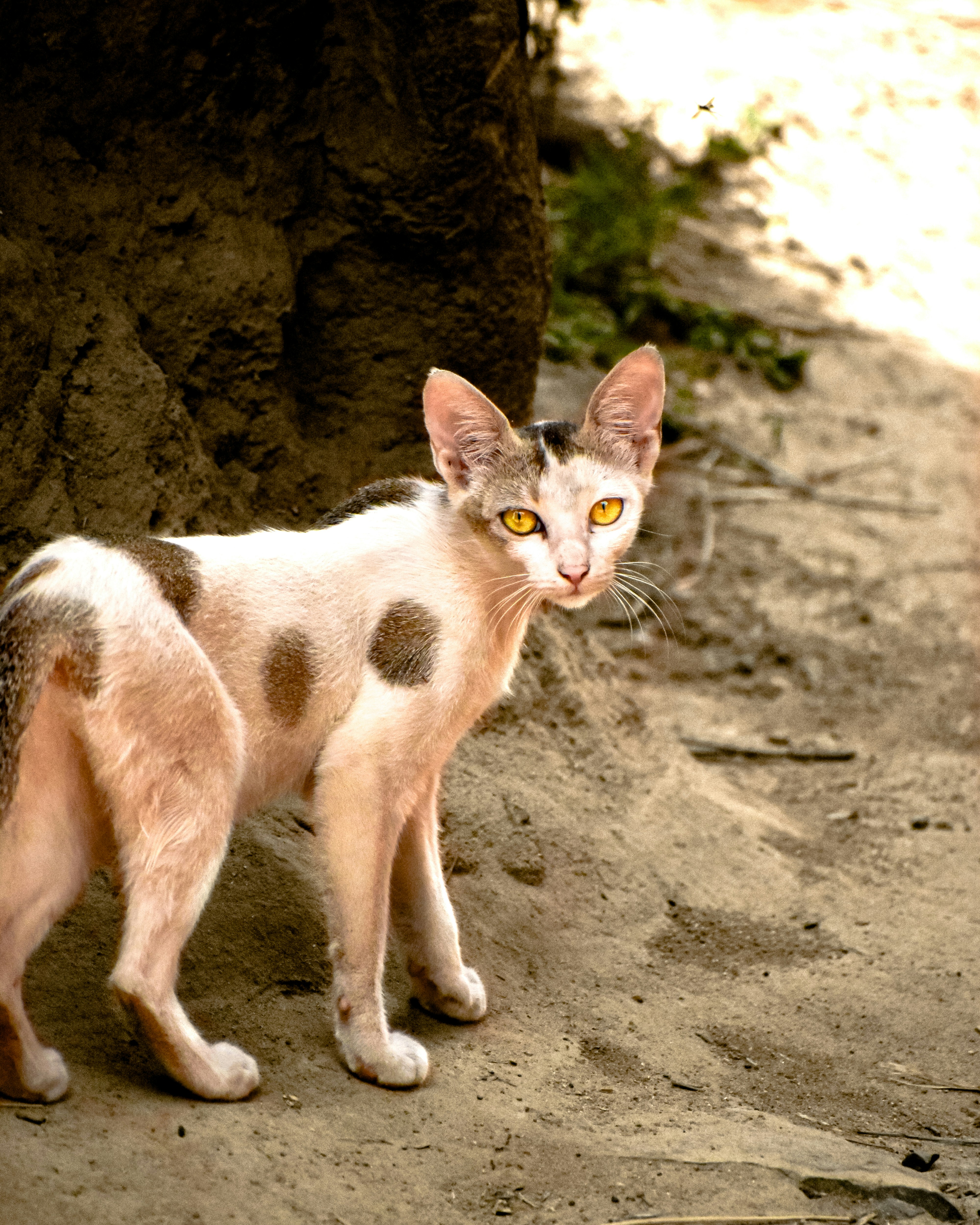 a cat standing on a dirt road