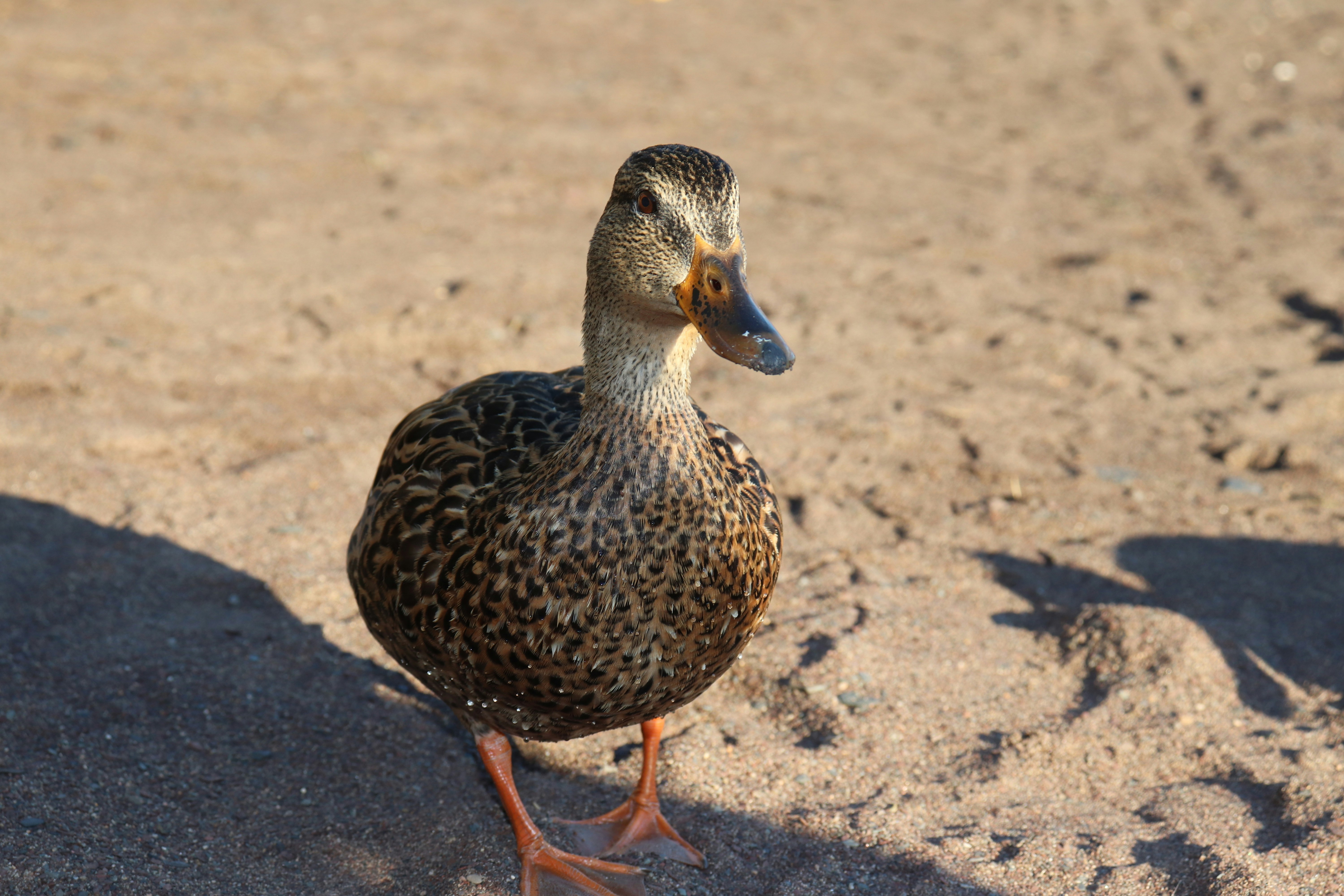 A duck standing on sand photo – Free Bird Image on Unsplash
