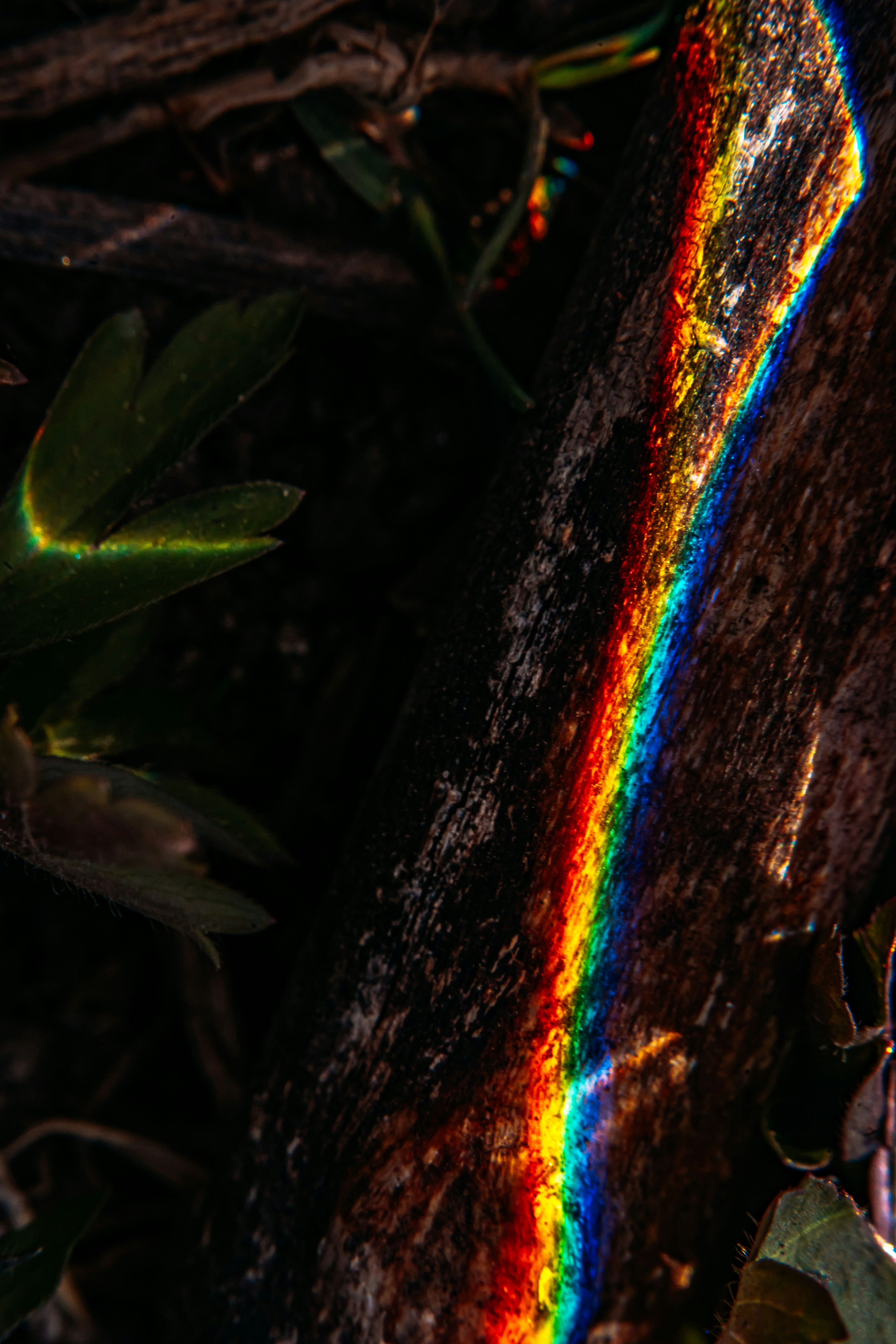 Rainbow Seam on Weathered Bark: A Close-Up of Light and Texture