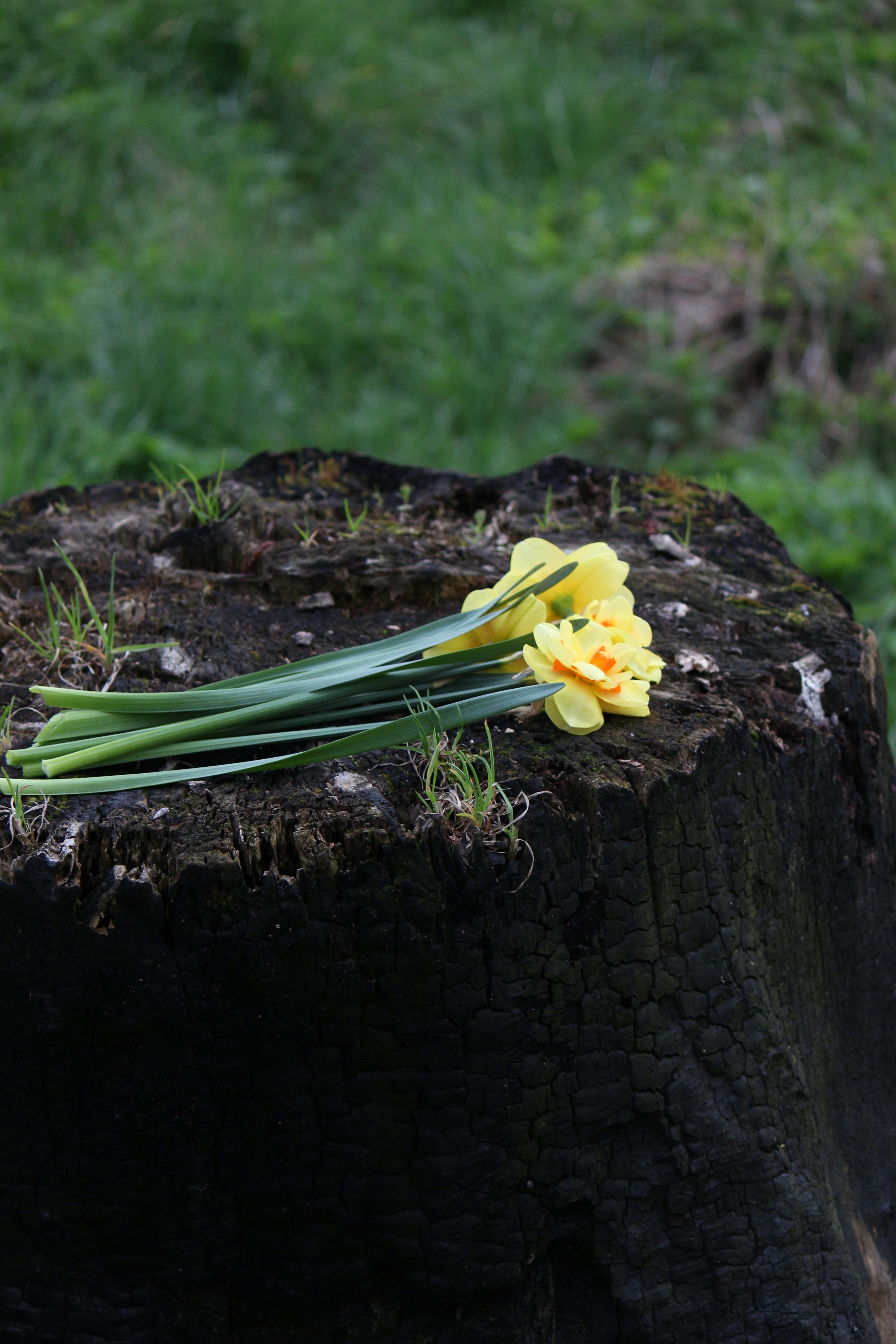 Daffodils on a Weathered Stump: A Quiet Forest Moment