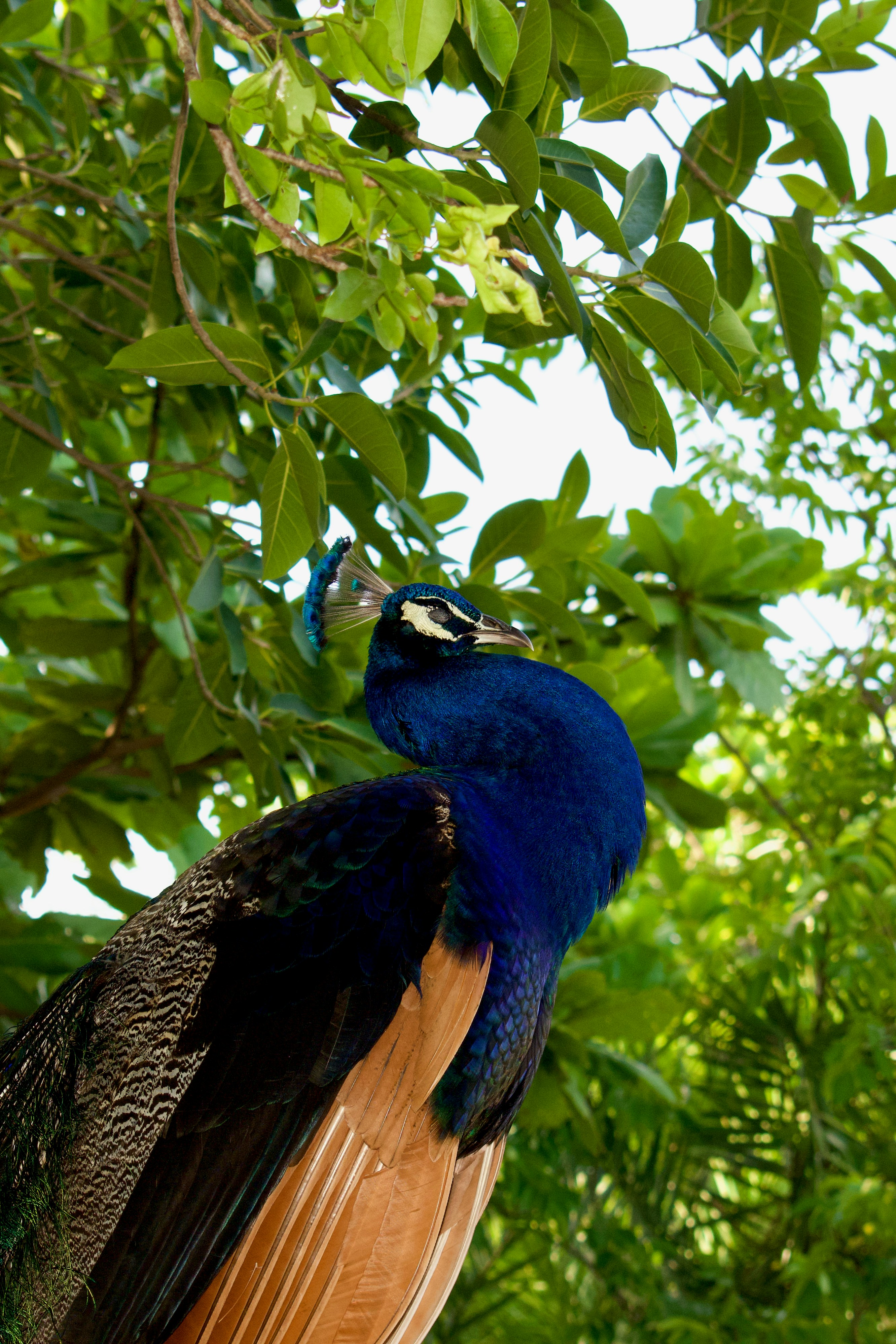 a peacock caught napping among some bushes and trees