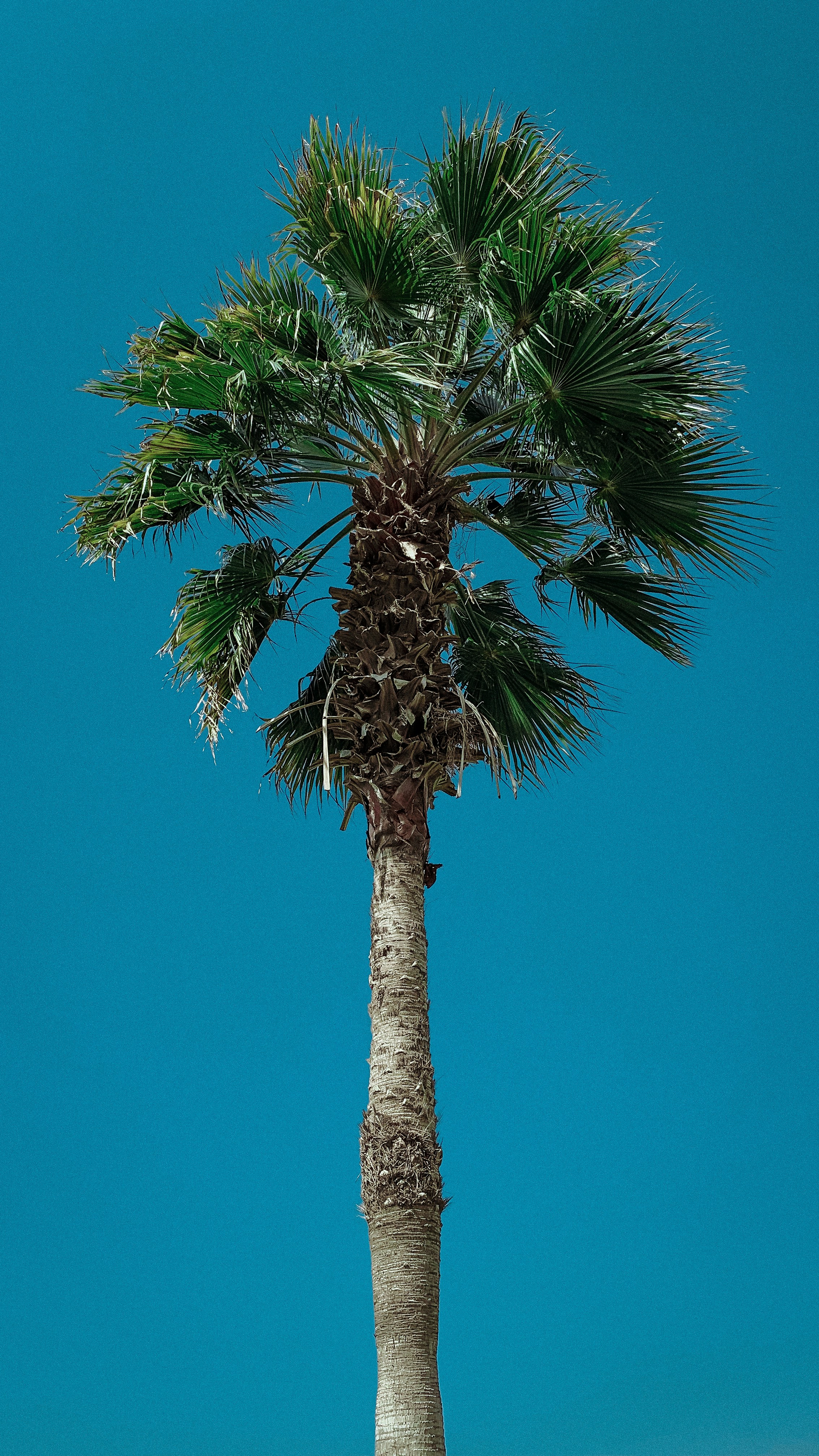 Azure Sky, Crowned Palm: A Minimal Vertical Portrait