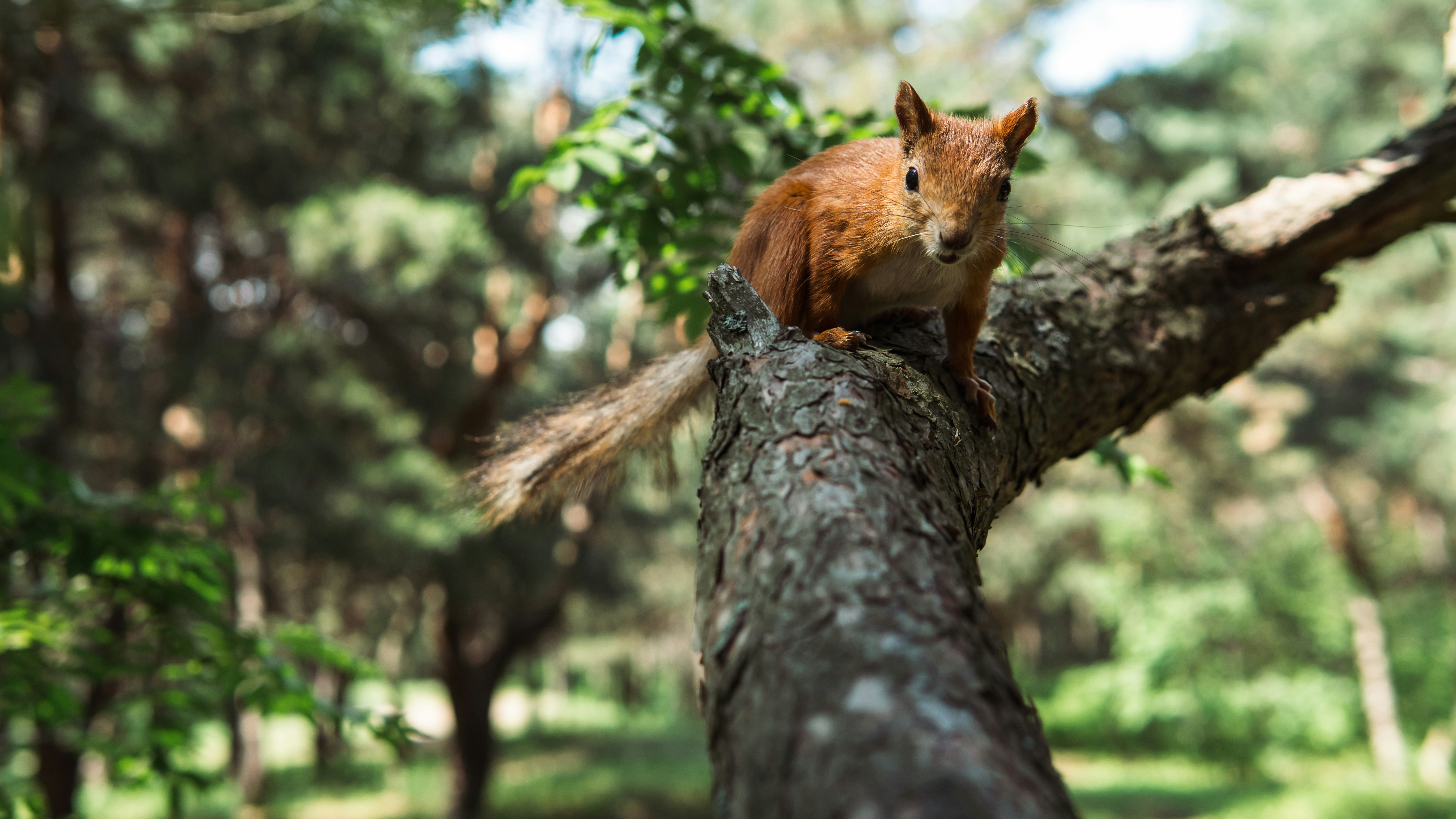 A small animal on a tree branch photo – Free Mammal Image on Unsplash