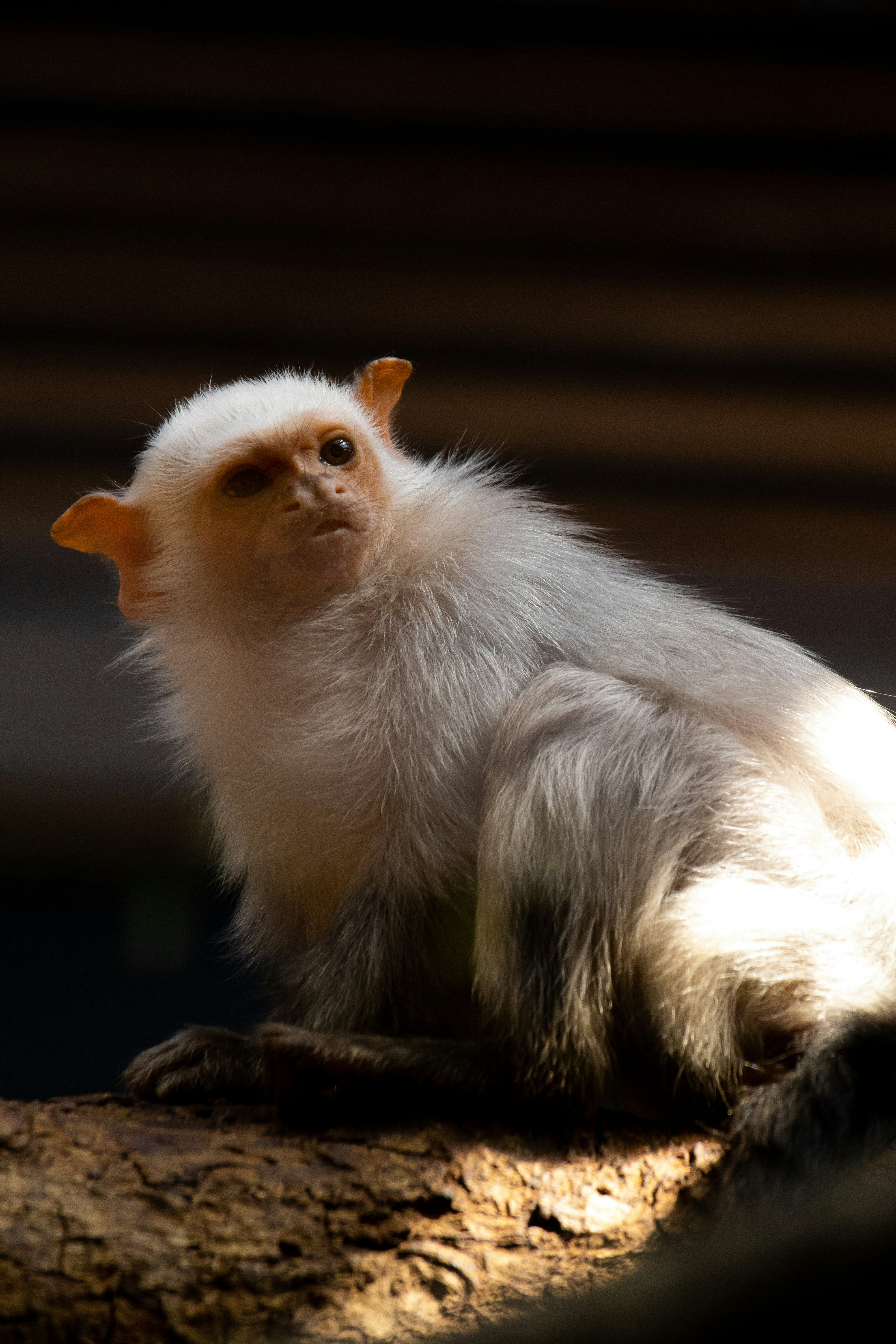 A small animal on a log photo – Free Monkey Image on Unsplash