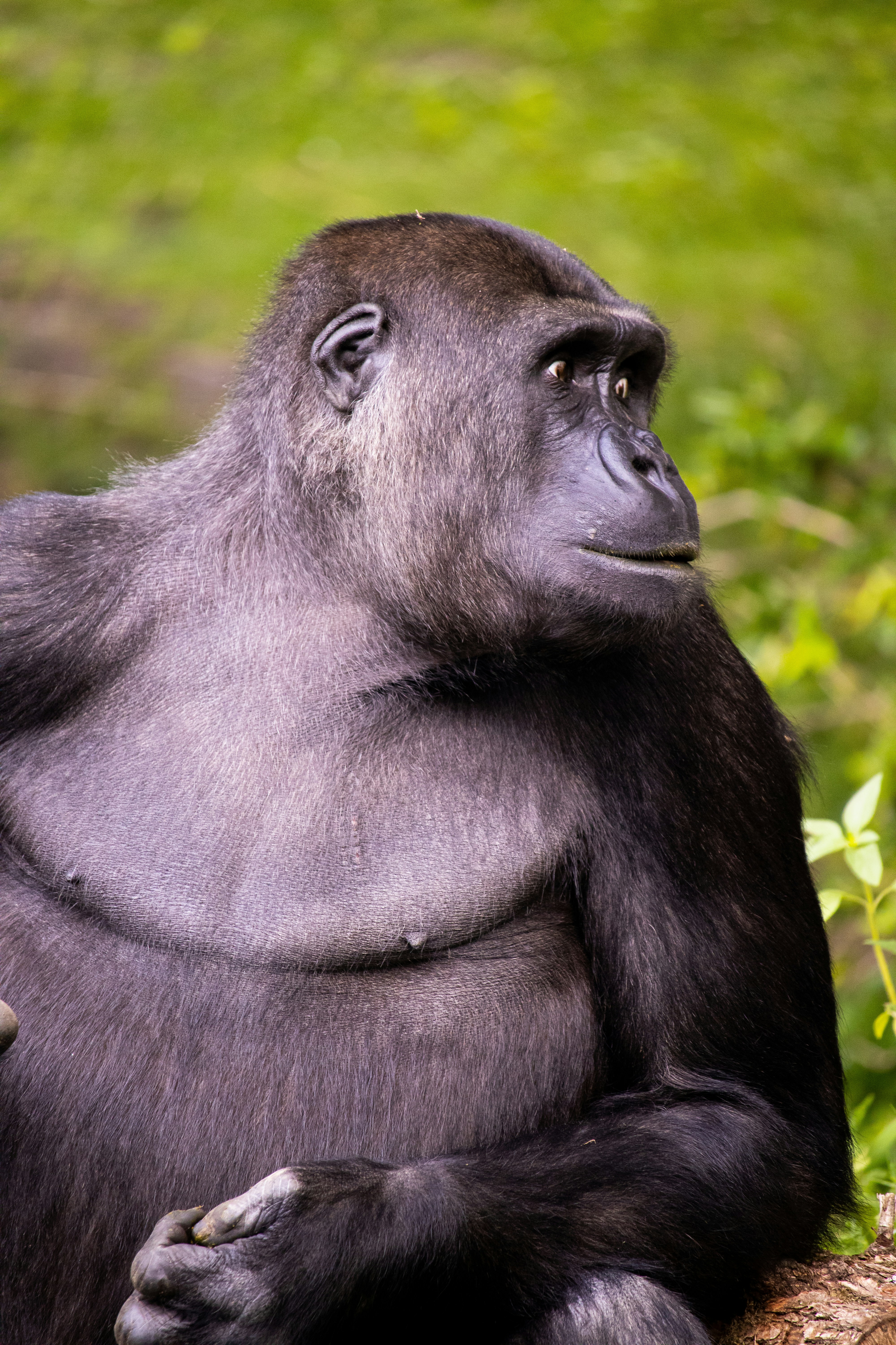 Gentle Giant in the Green: A Side-Eyed Moment with a Western Lowland Gorilla