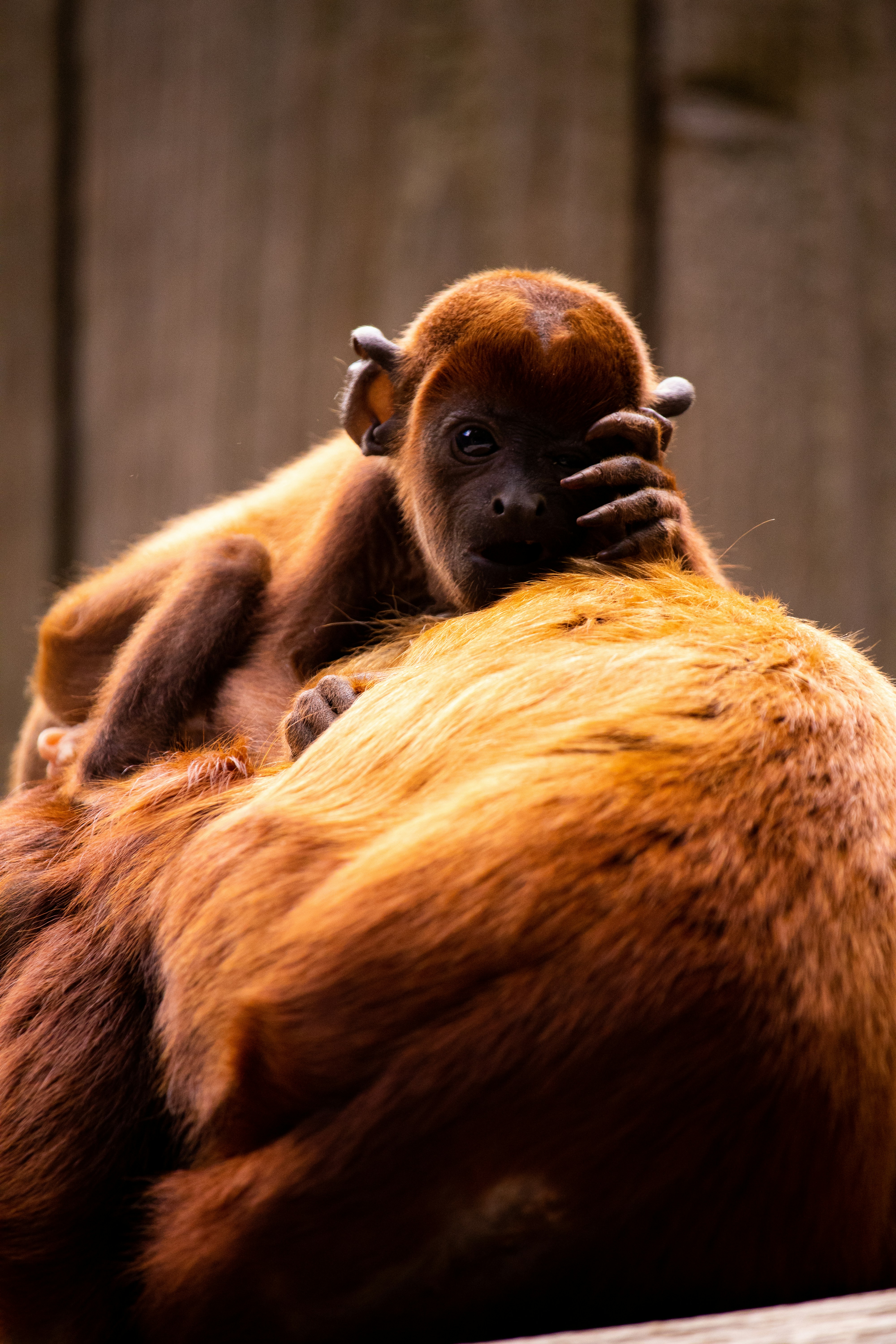 Foto Un mono bebé sosteniendo a un mono más grande – Imagen Bebe mono ...