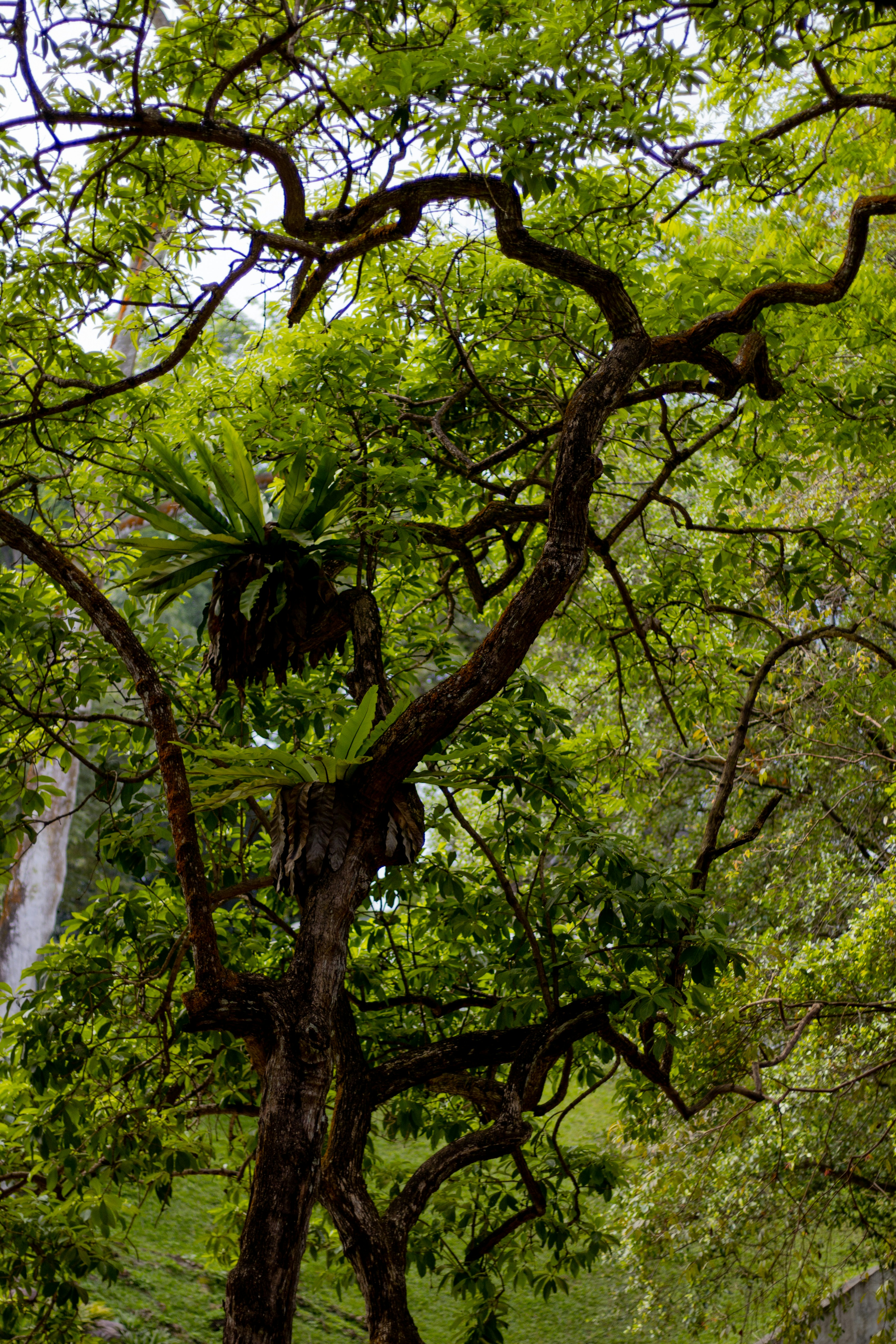 Foto Un árbol con muchas ramas – Imagen Kuala Lumpur gratis en Unsplash