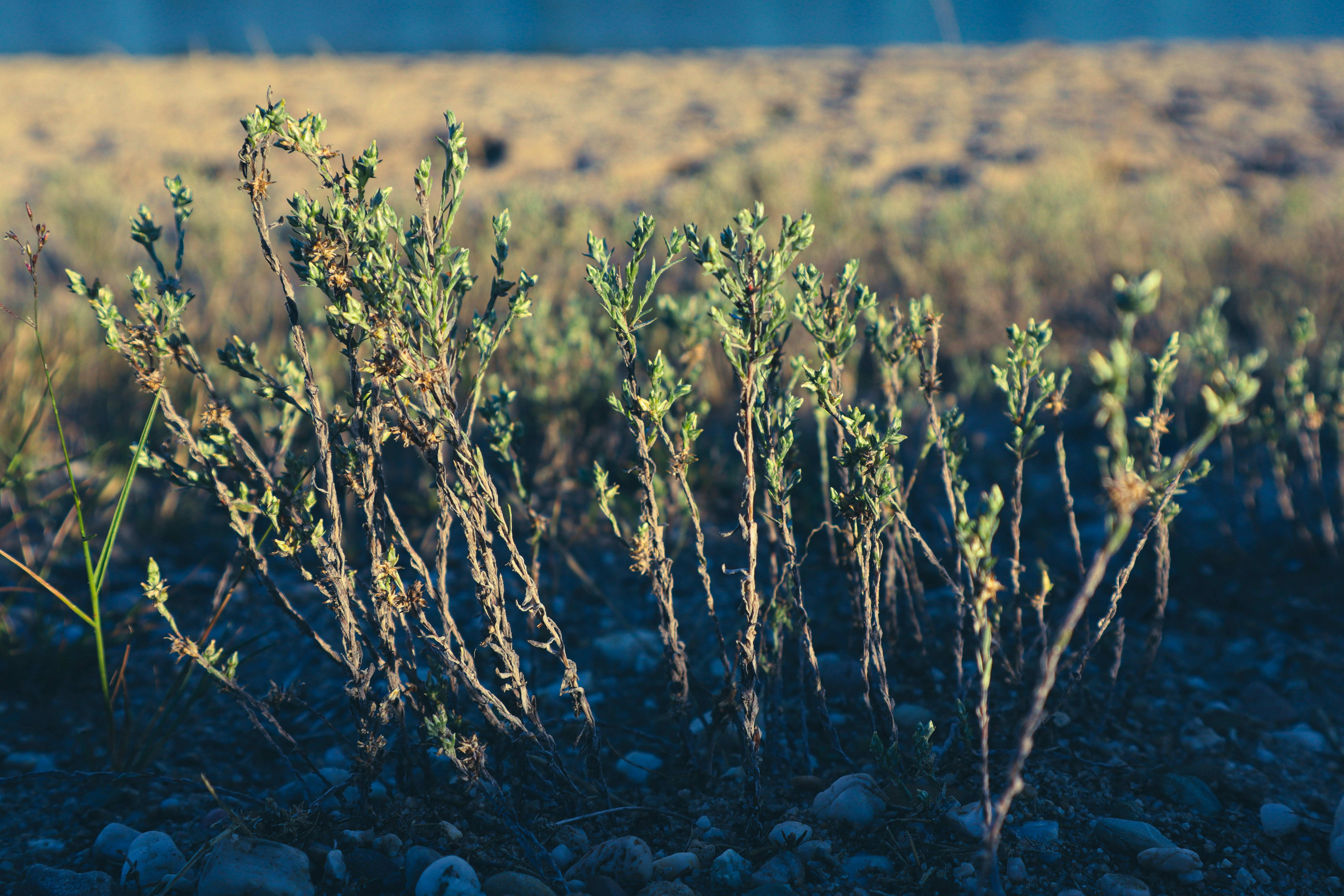 A field of plants photo – Free Plants in the sun Image on Unsplash
