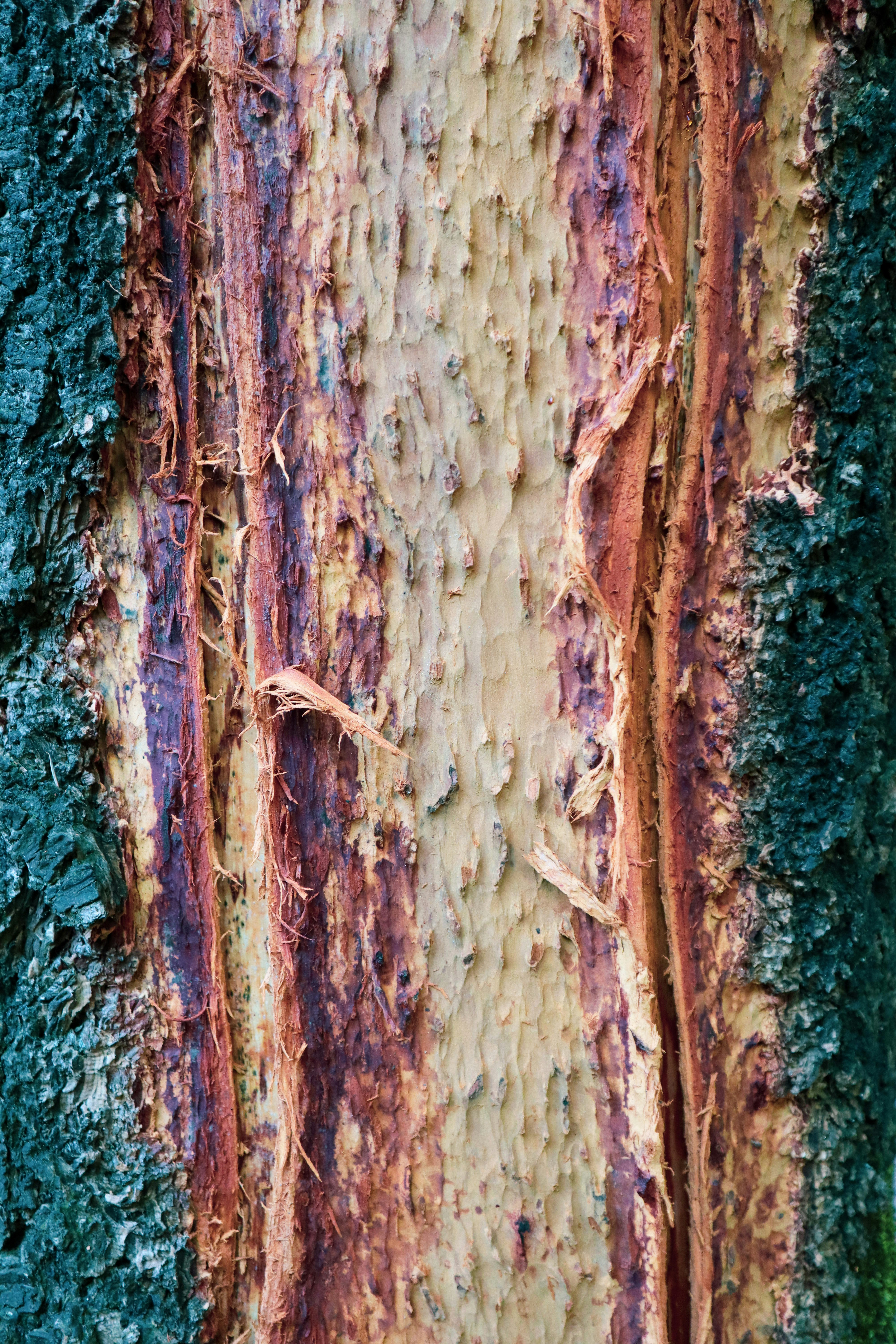 Foto Un primer plano del tronco de un árbol – Imagen Colores de los ...