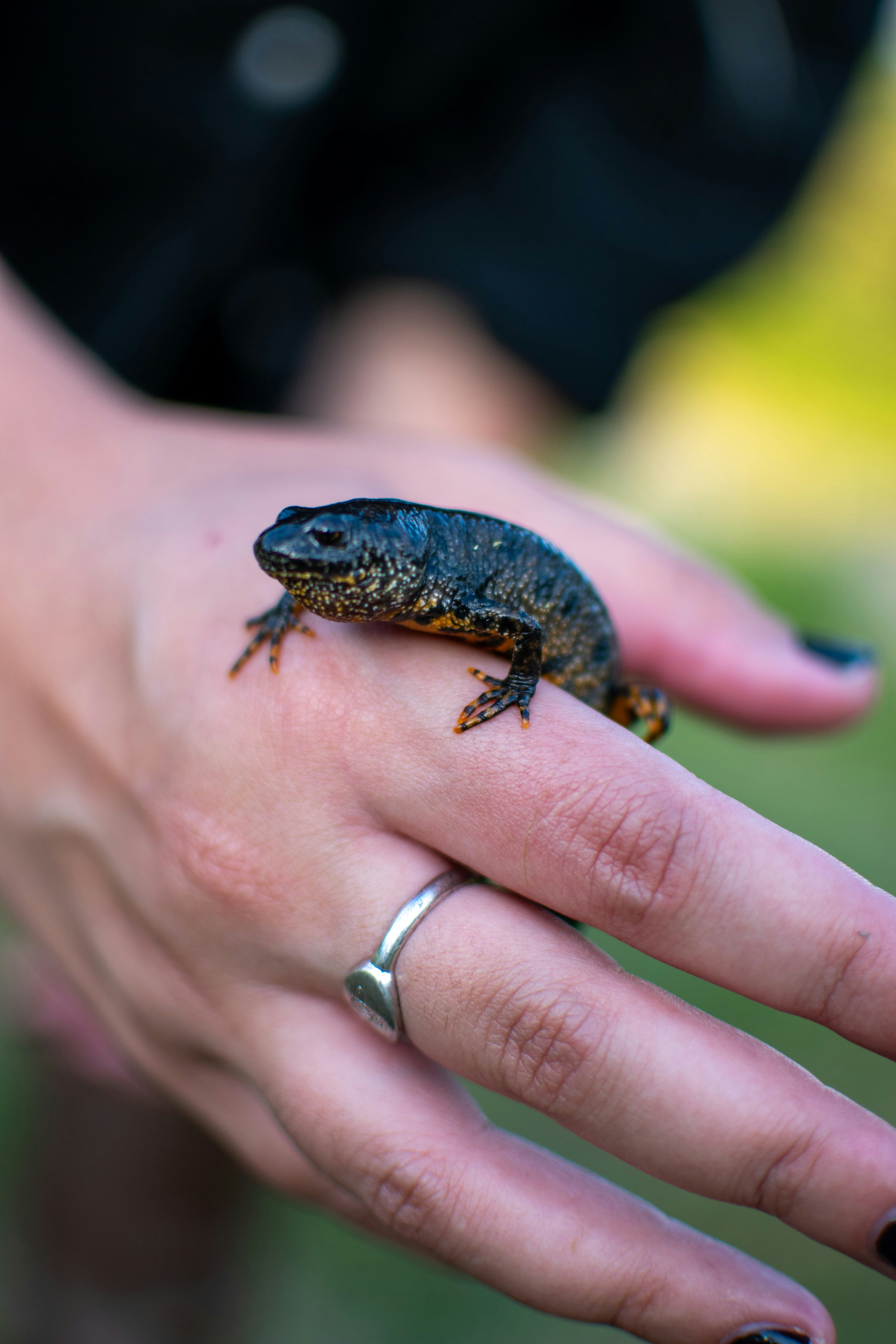 Tiny in the Spotlight: a newt perched on a ringed finger