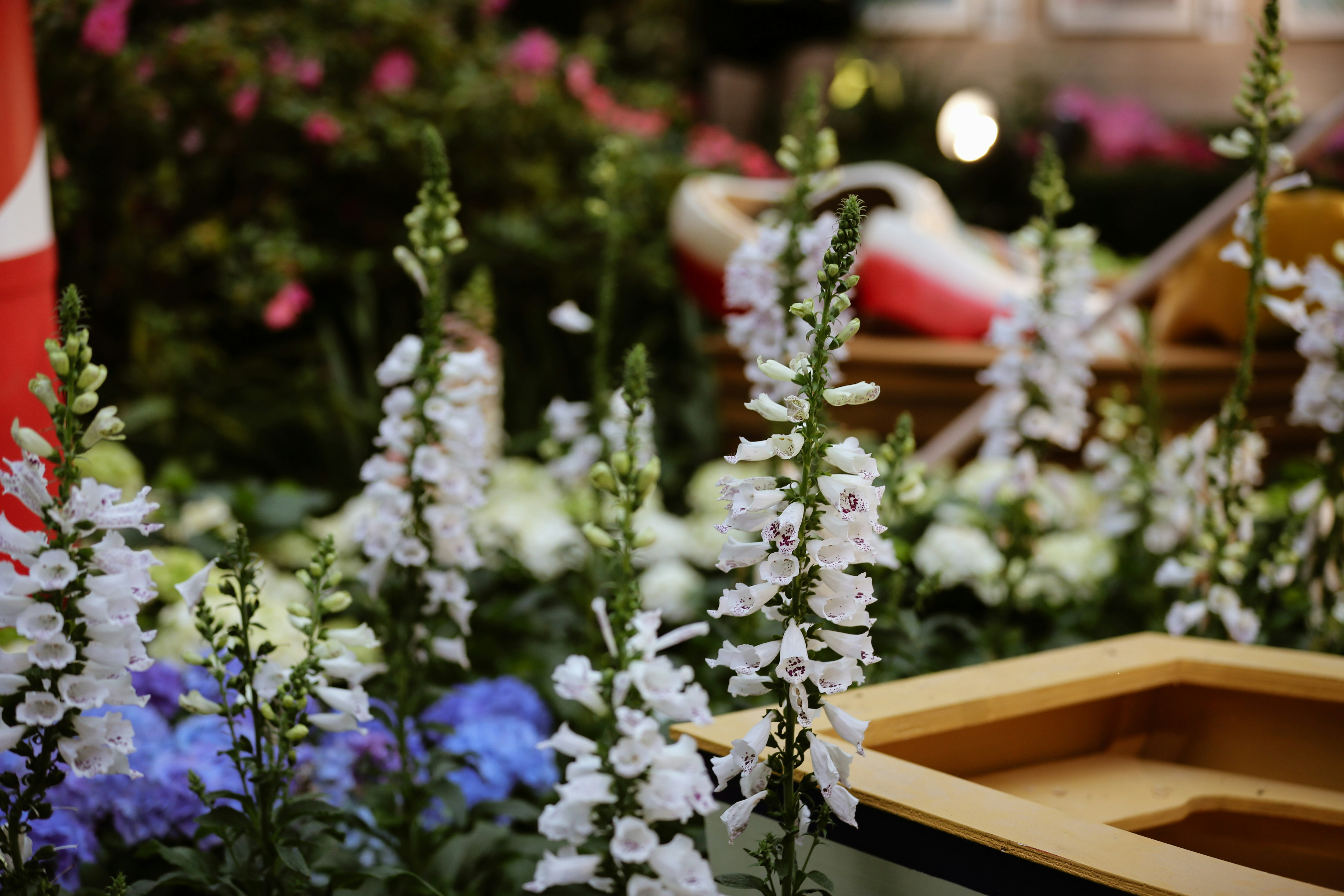 Photo by Paras Kapoor with Canon EOS 5D Mark III