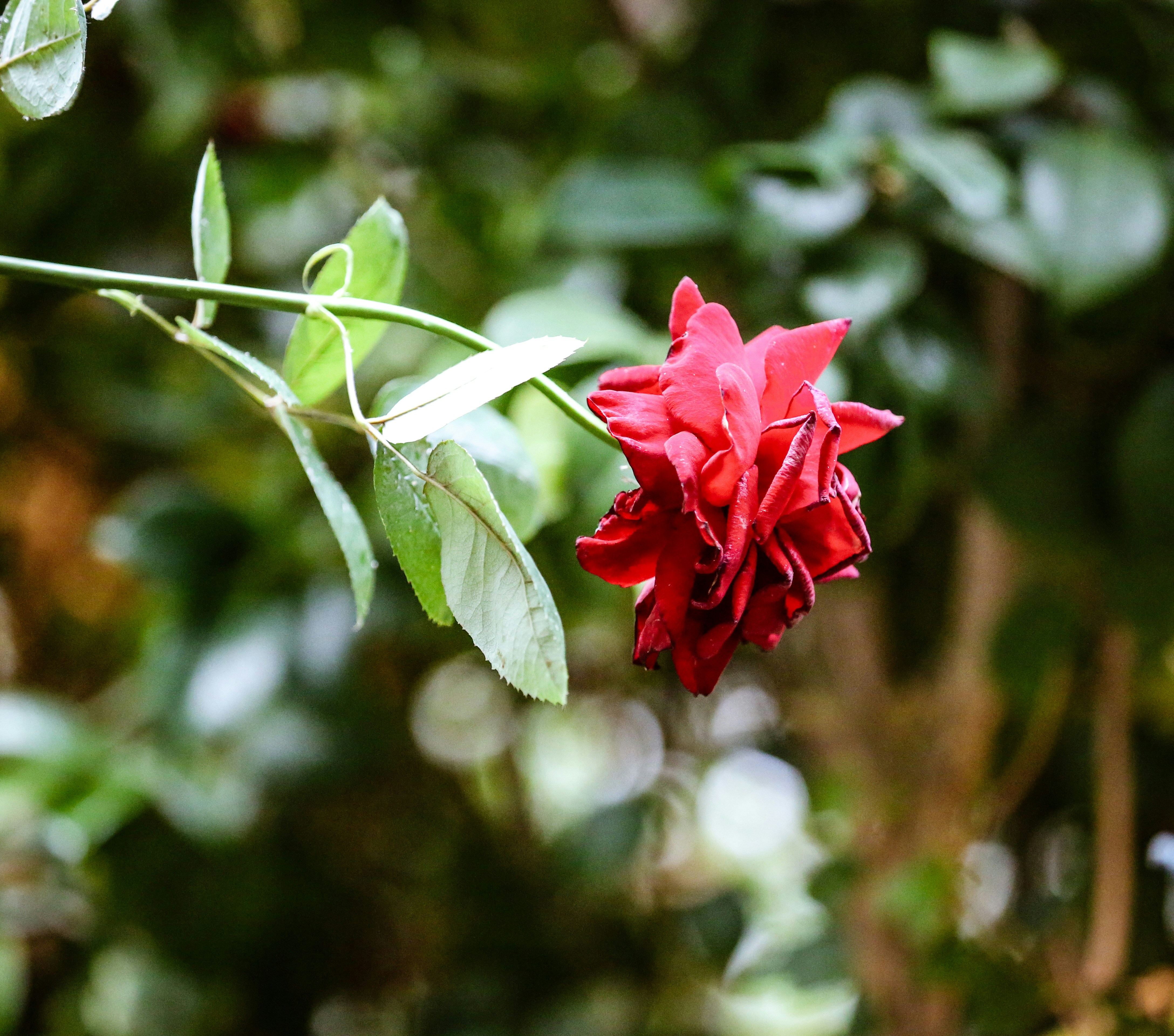 a red flower on a plant