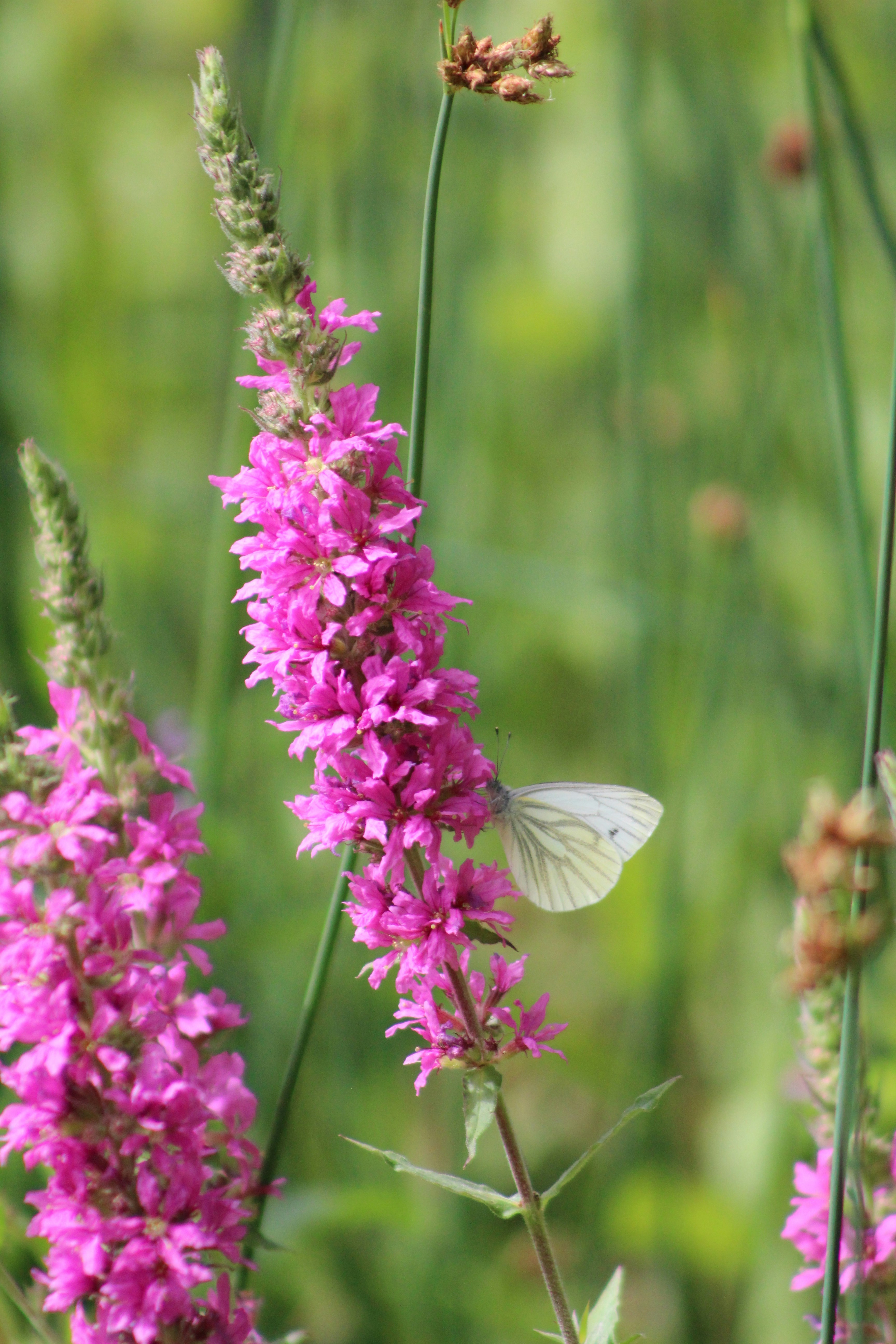 a butterfly on a flower
