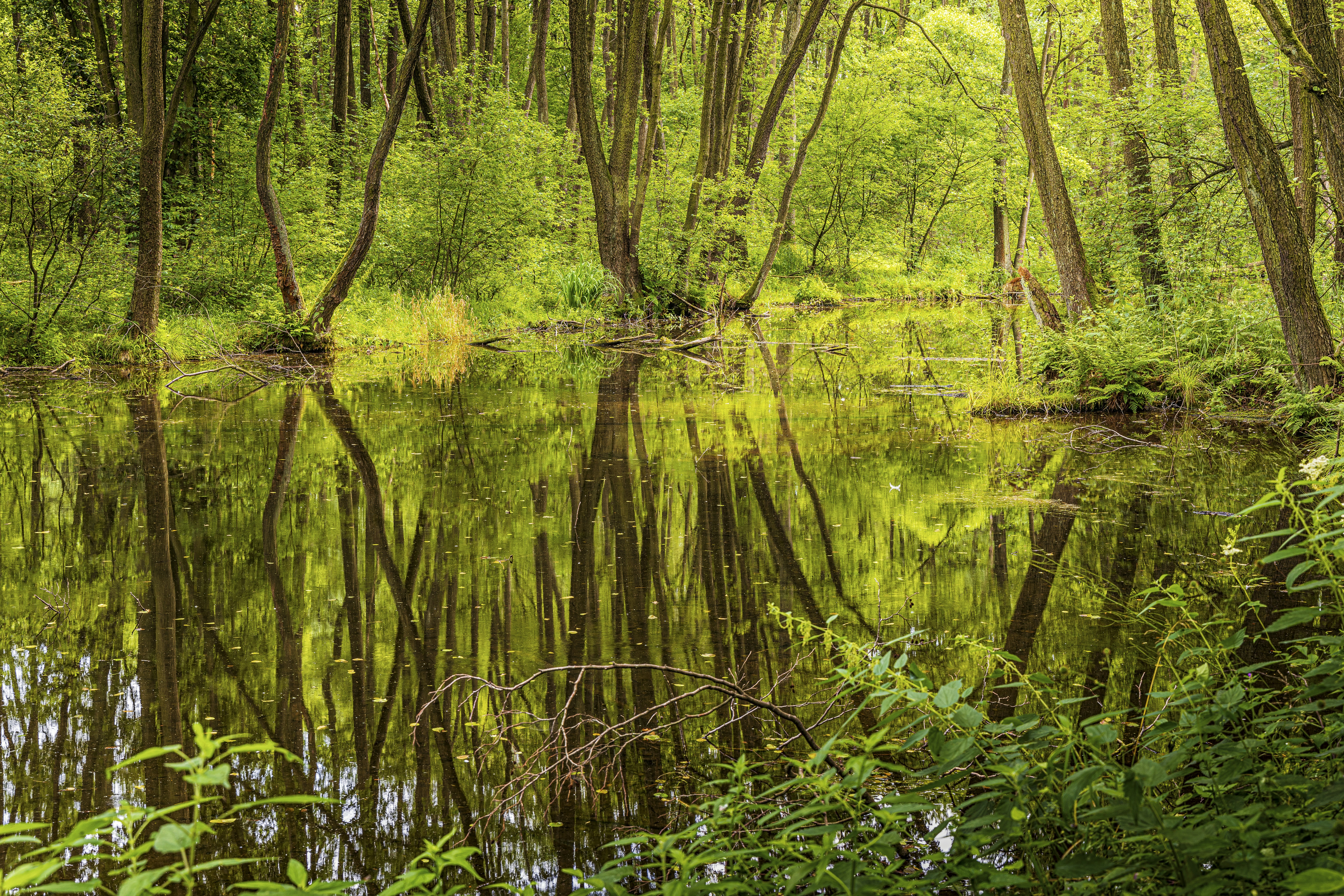 A swamp with trees photo – Free Nature Image on Unsplash
