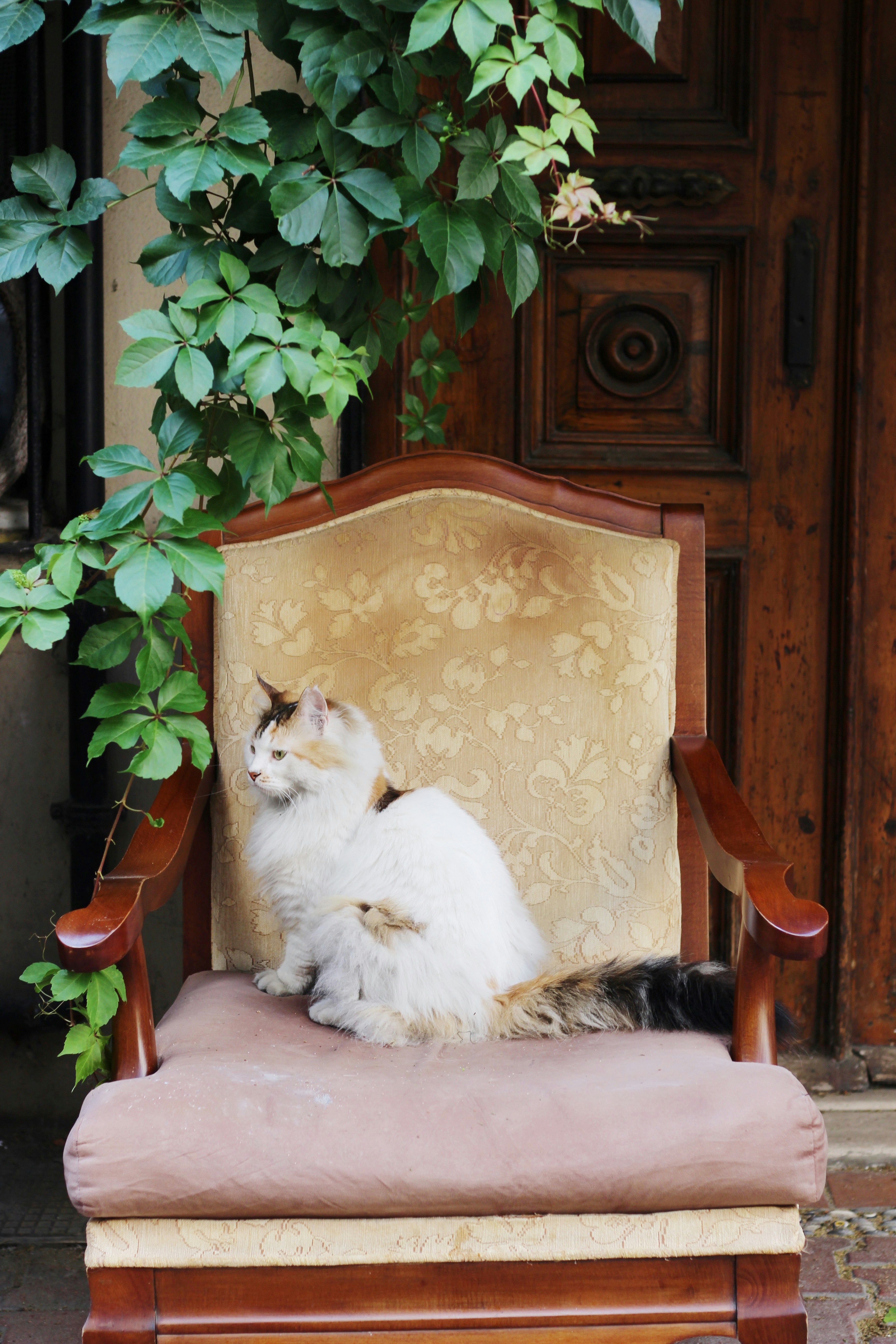 Ivy-Framed Porch Cat on an Ornate Chair
