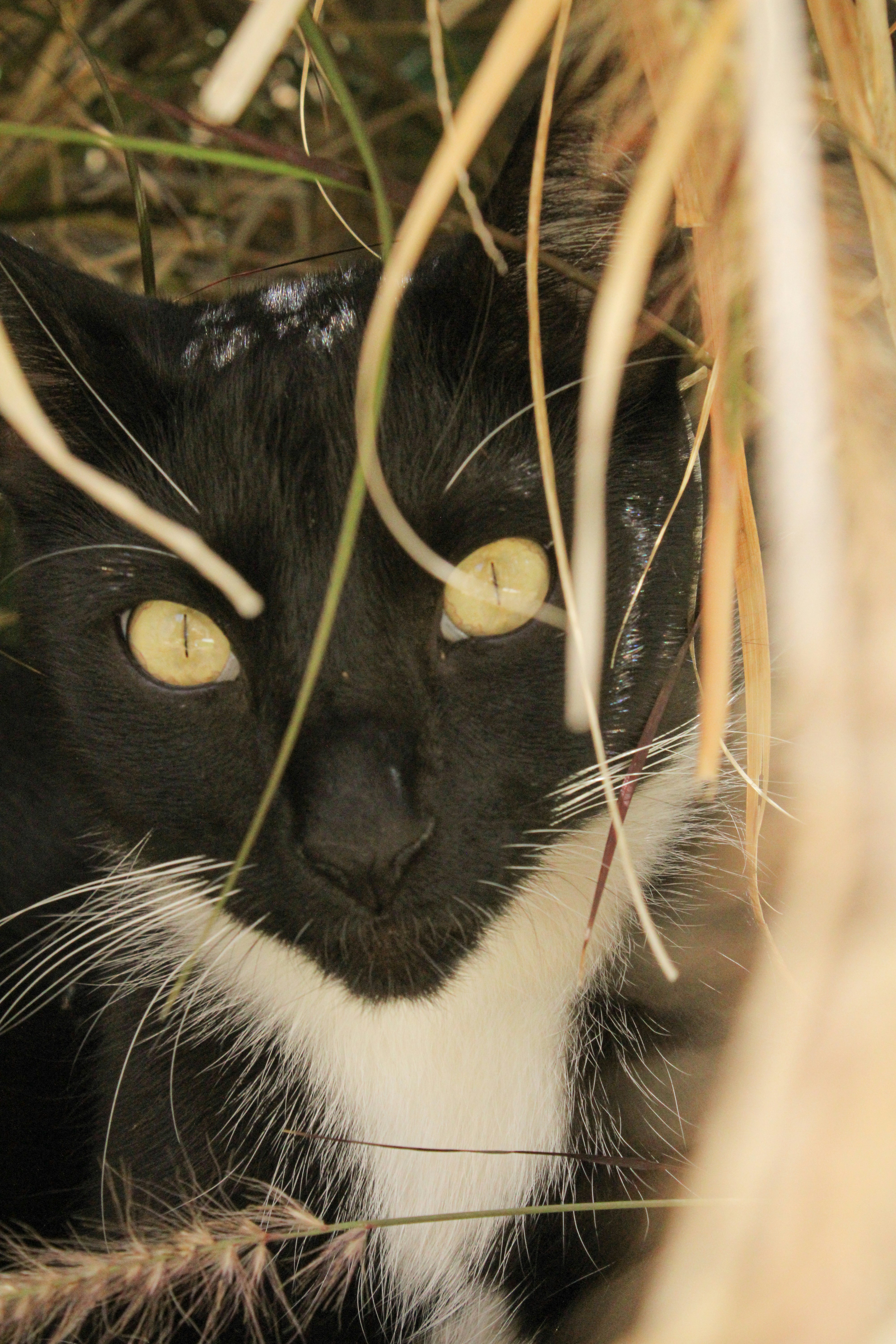 a cat with a snake around its neck