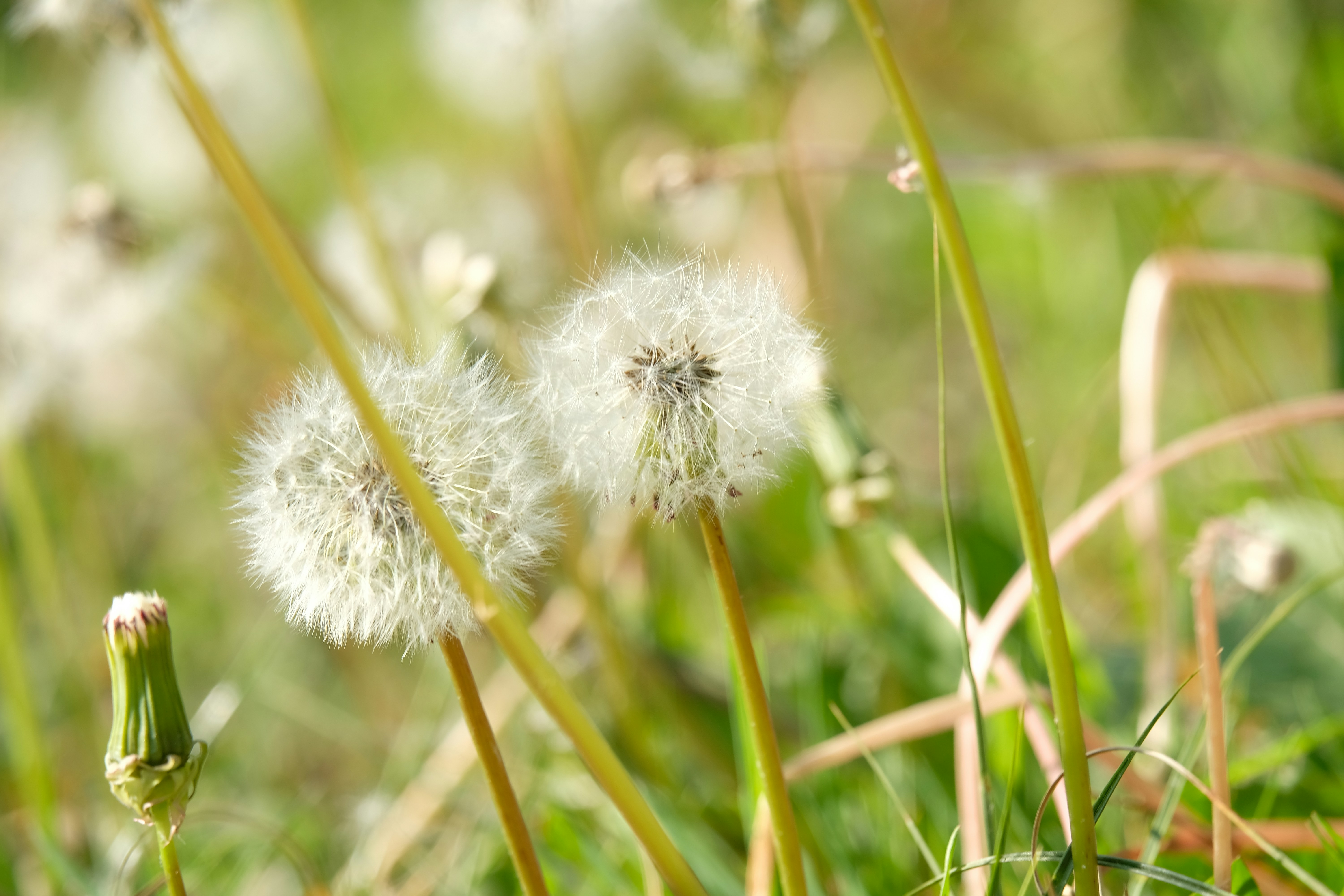 Close-up of dandelion seed heads swaying gently in a sunlit meadow, capturing the essence of spring's renewal.