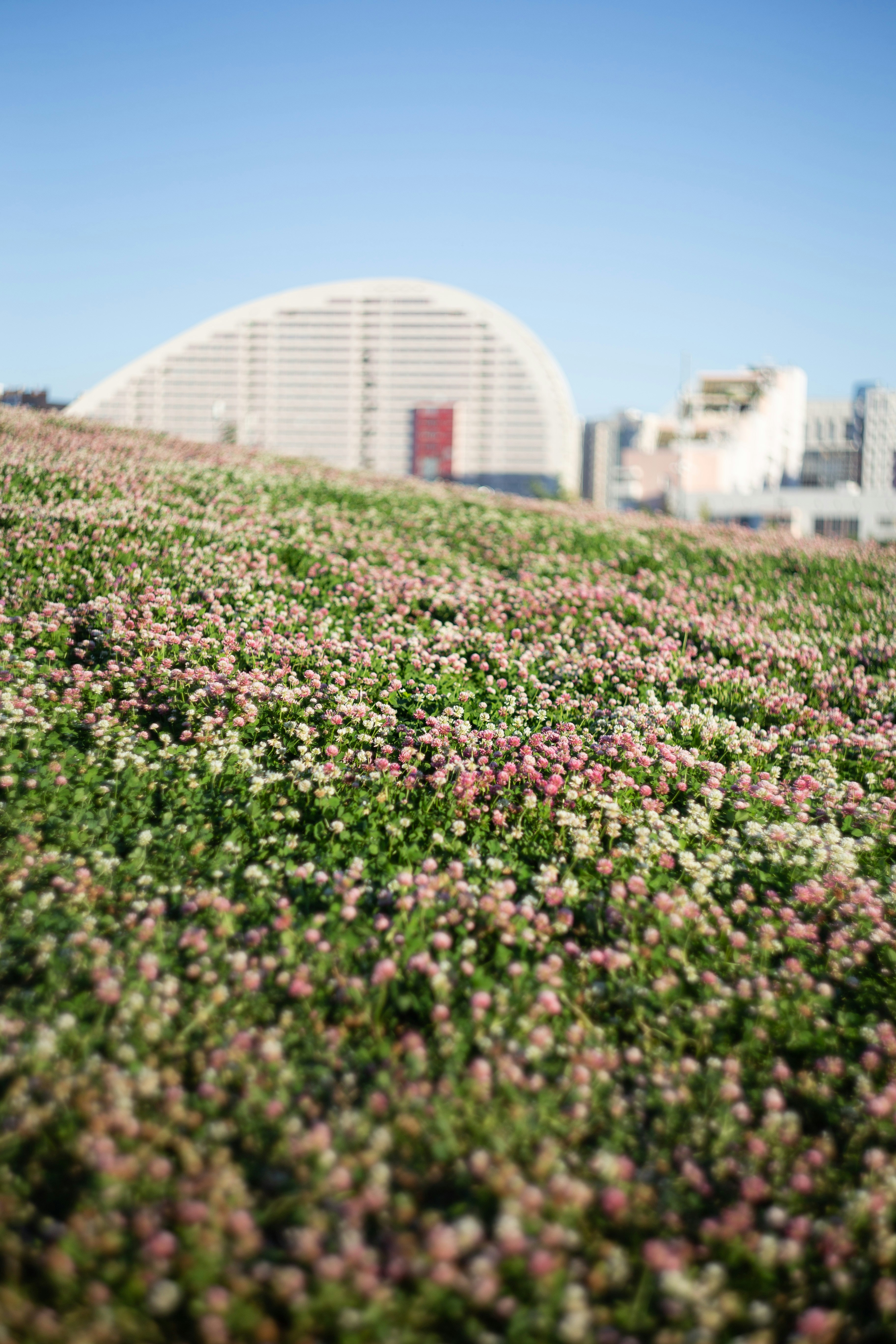 Vibrant field of pink and white flowers cascading over a hill, with a modern building silhouette in the background. 