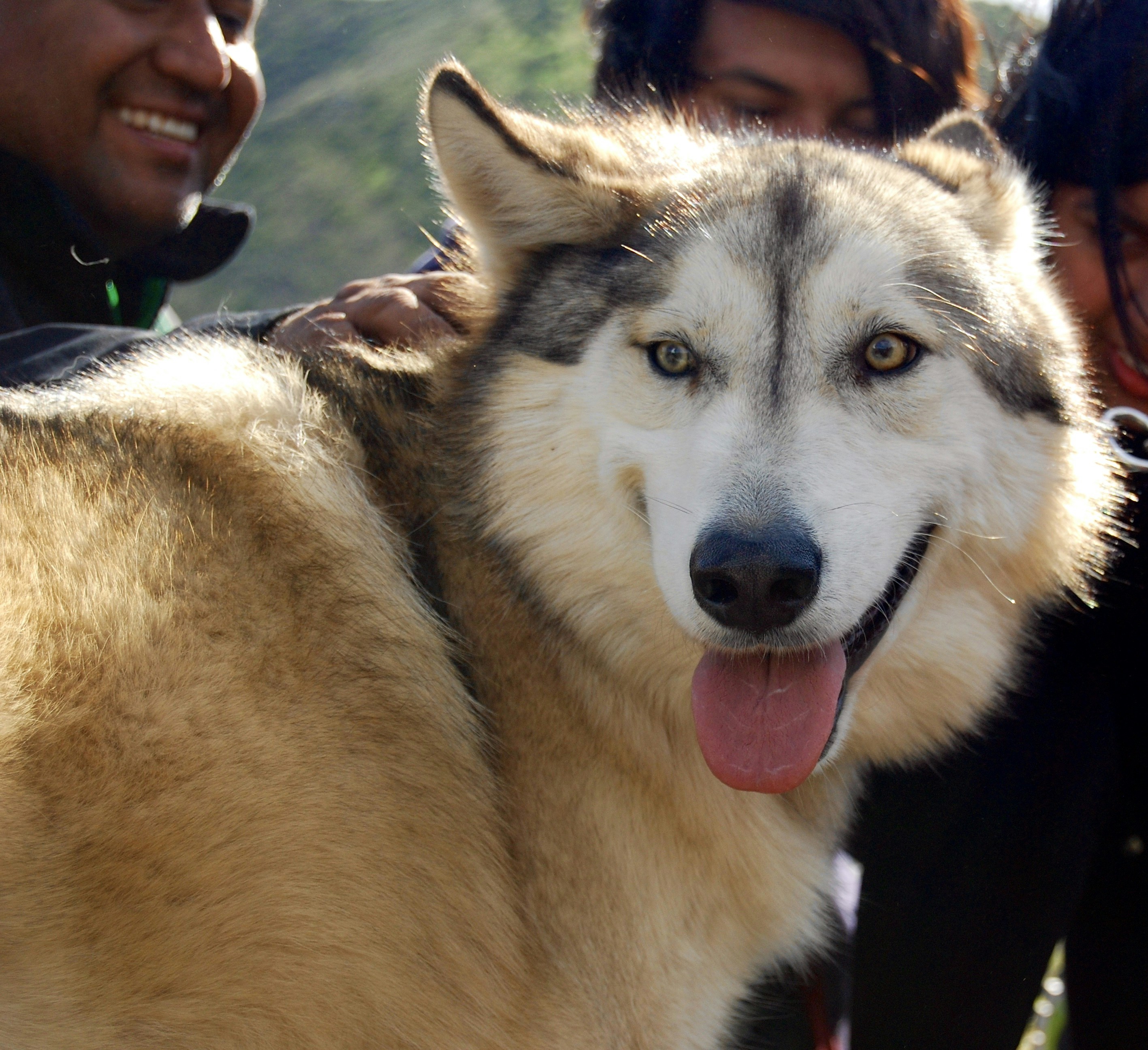 A dog with its tongue out next to a person photo – Free Wolf Image on ...