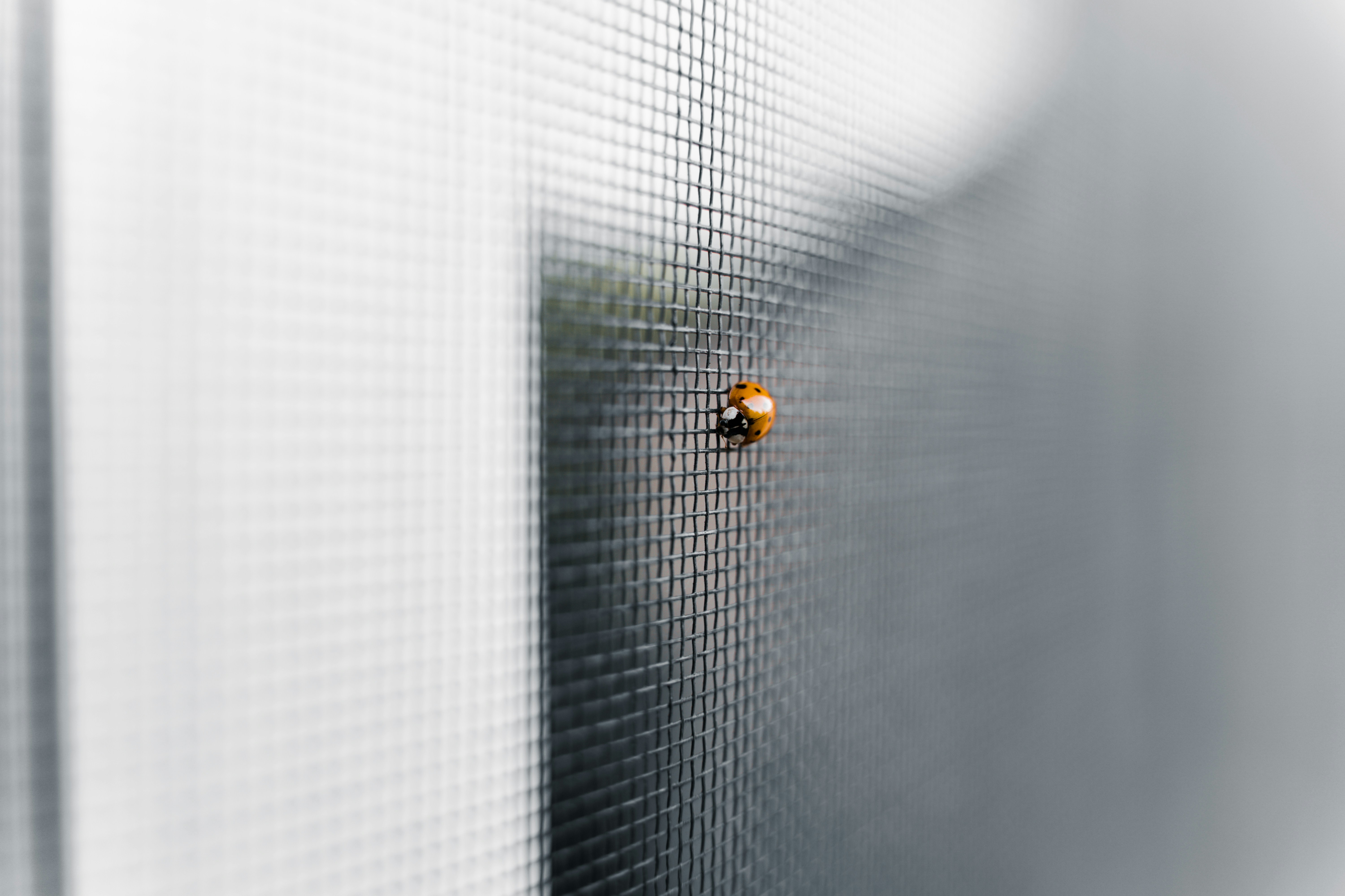 A ladybug on a web photo – Free Home decor Image on Unsplash