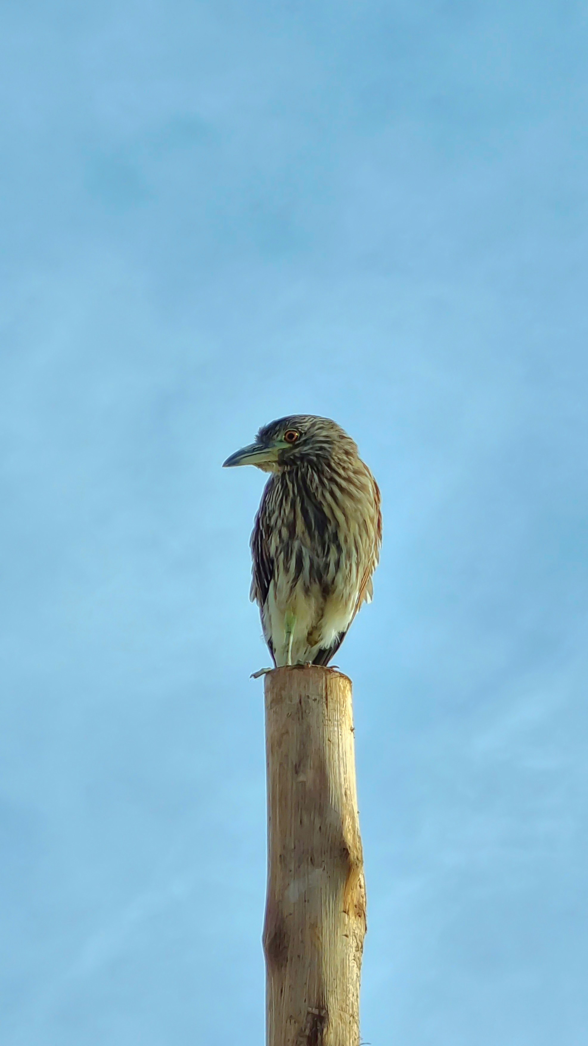  perched on a weathered post under a clear blue sky