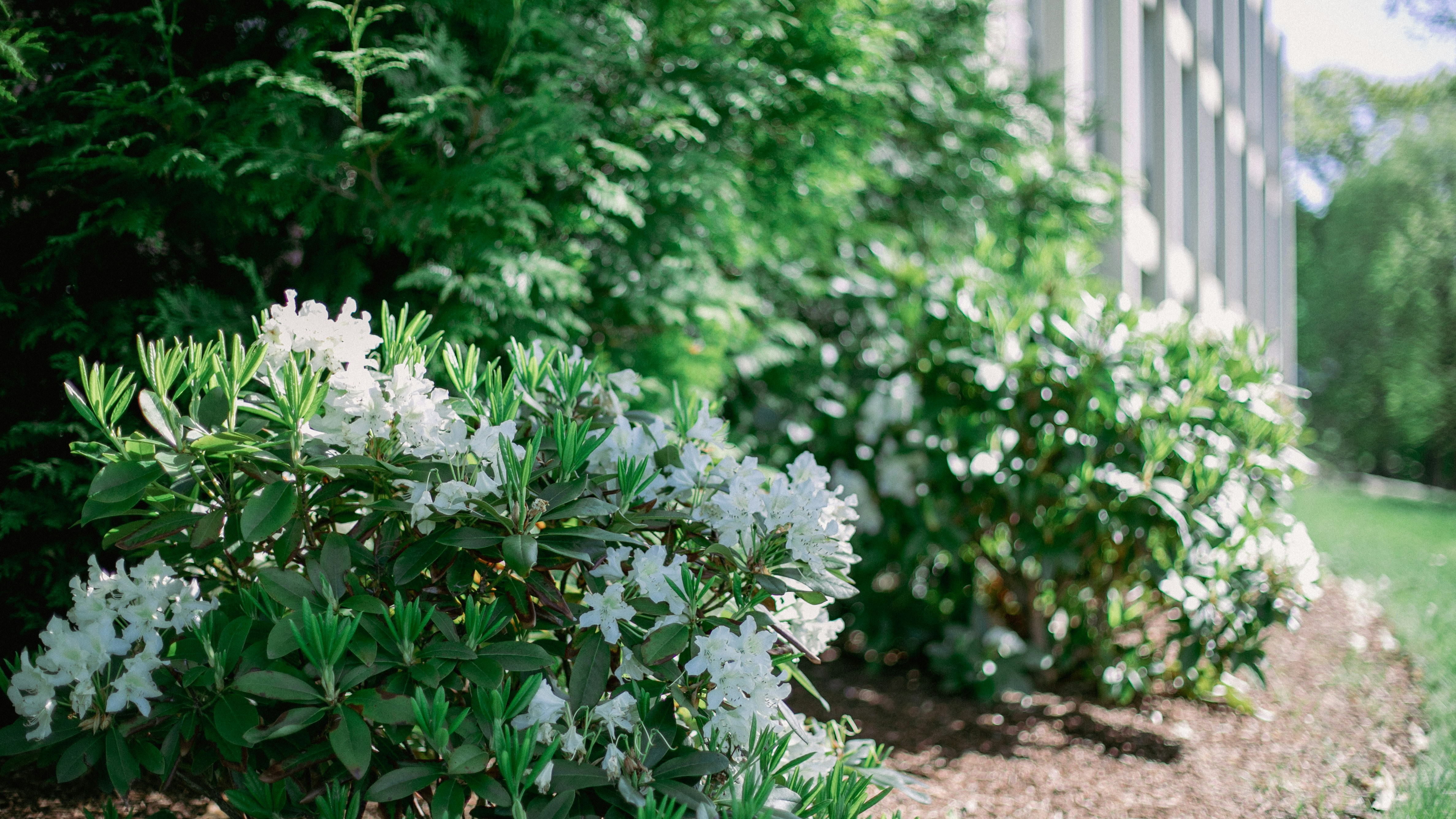White Azalea Row Framing a Shaded Campus Walk