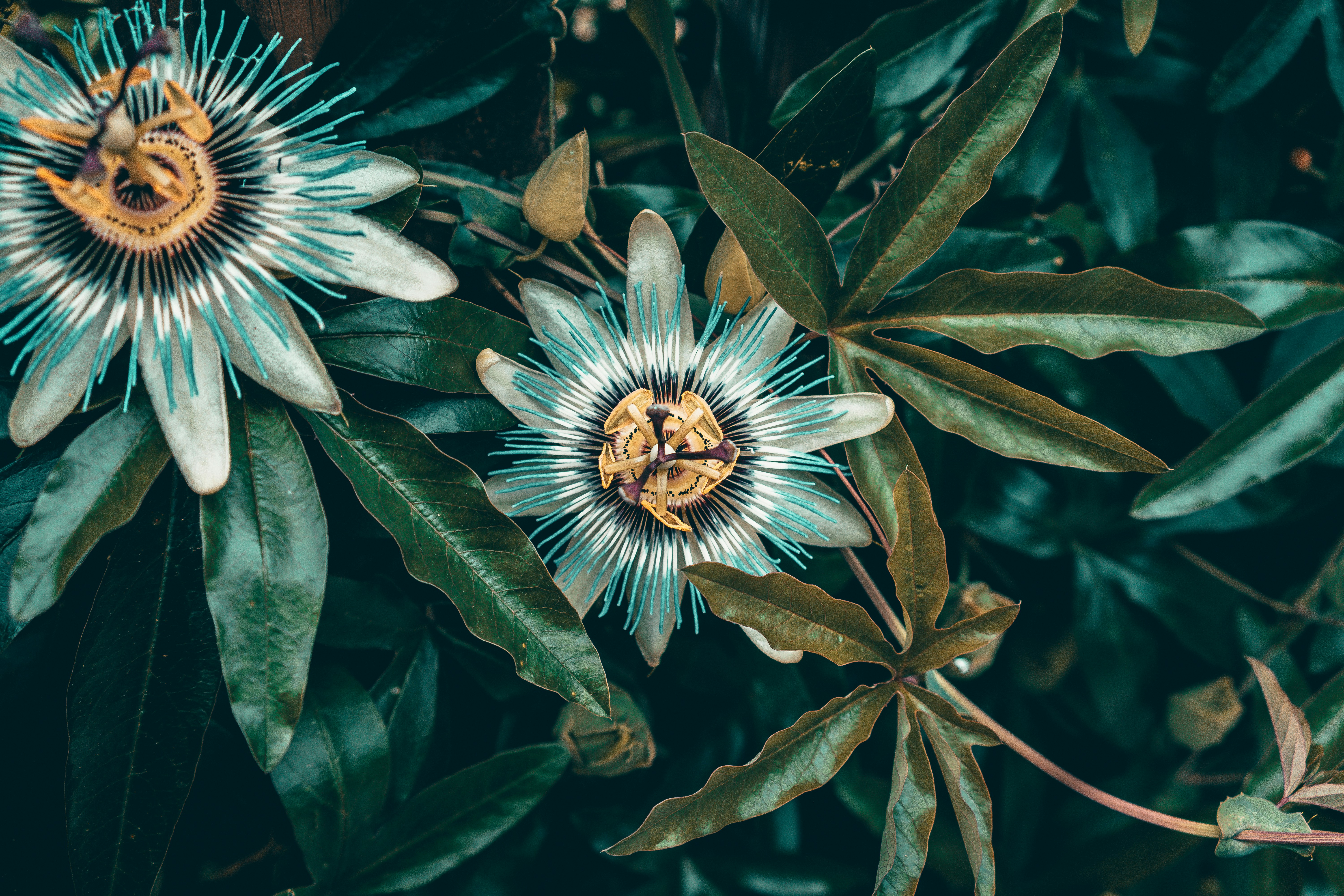 Embroidered Bloom: Crowned Protea in a Secret Garden of Leaves