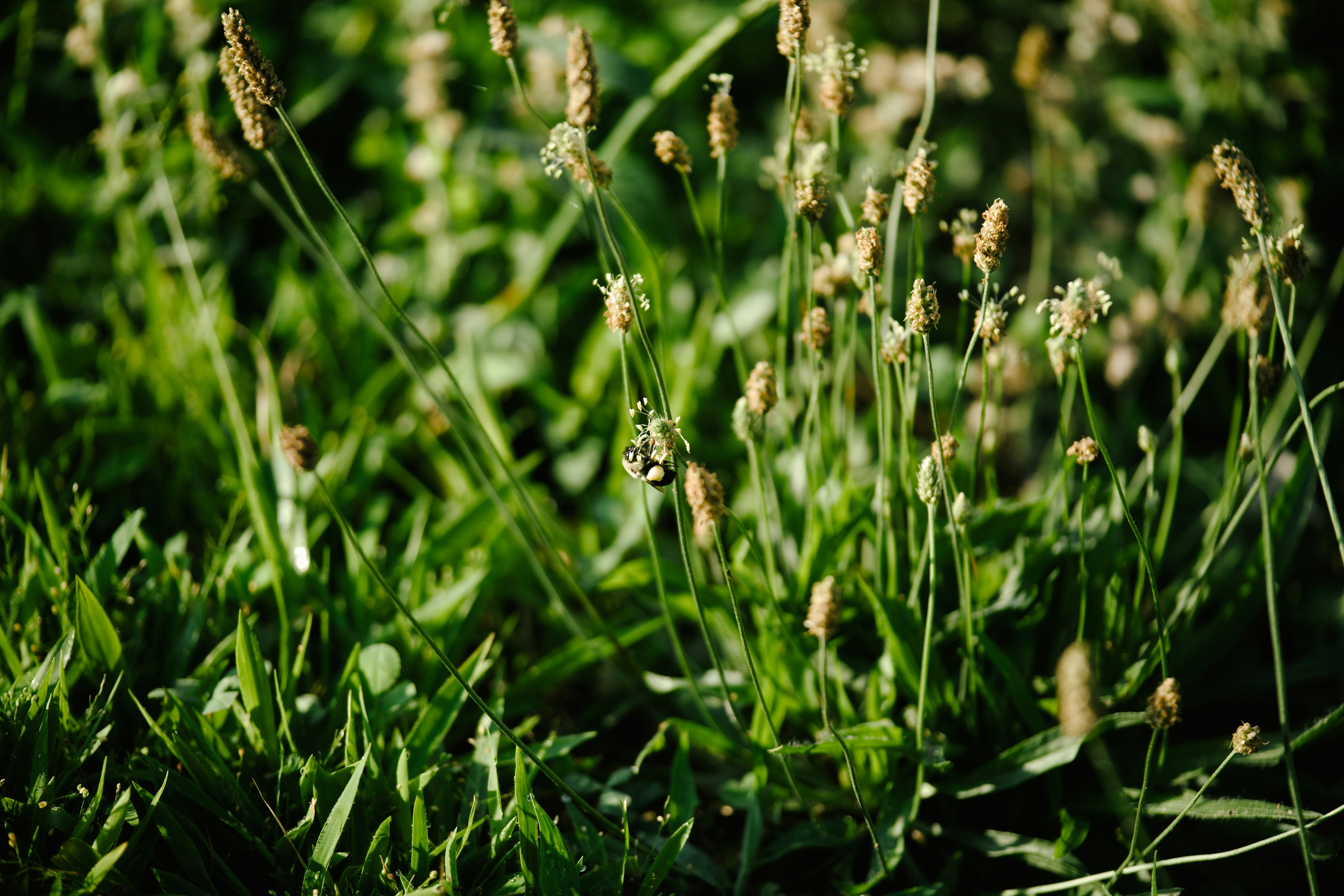Emergent Seed Heads in a Sunlit Meadow: A Macro Portrait
