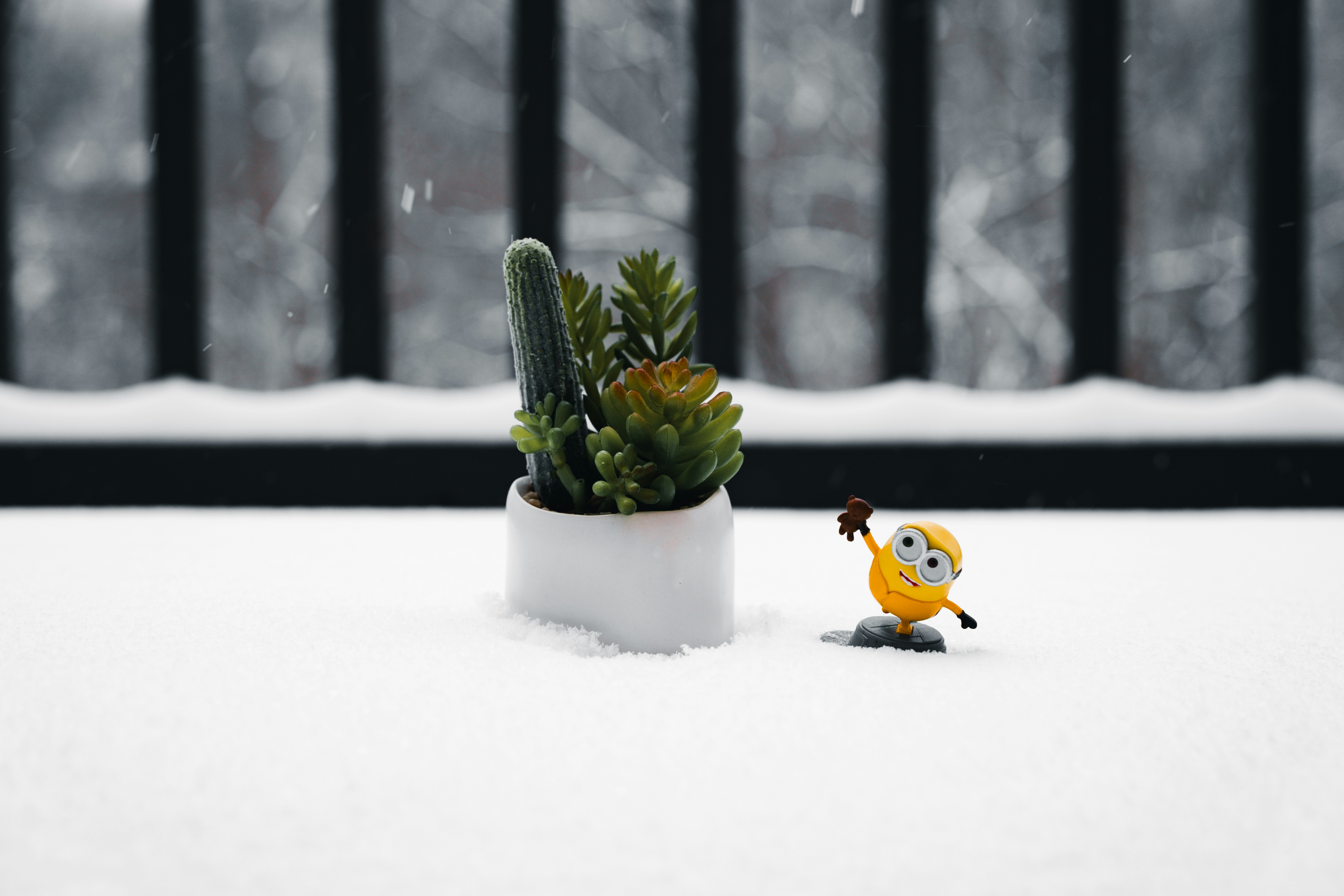 Green Oasis in Frost: A Pot of Succulents Guards the Snow with a Minion Companion