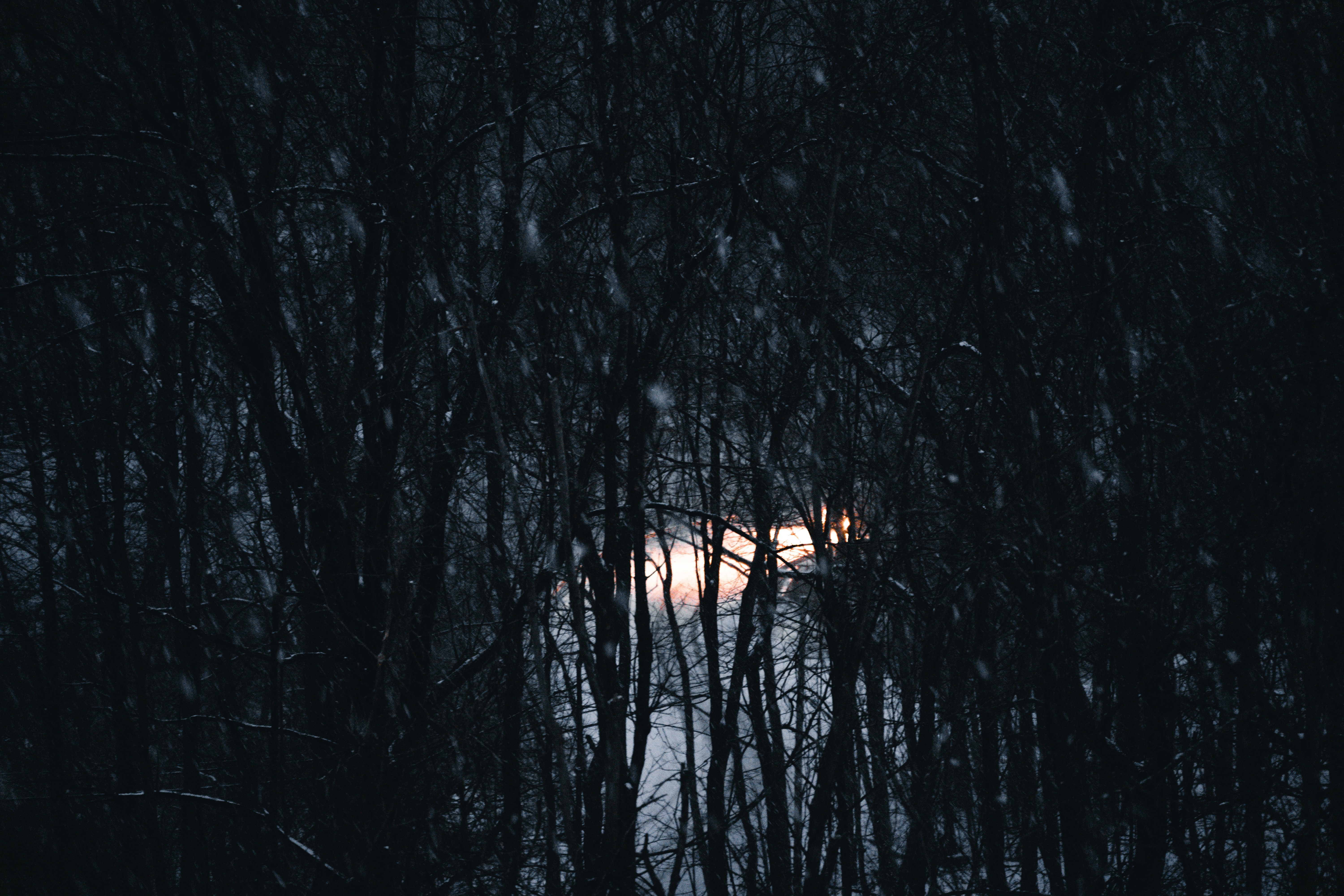 Soft glow of light piercing through a dense thicket of trees during a snowfall. The scene evokes a sense of tranquility amidst the winter wilderness.