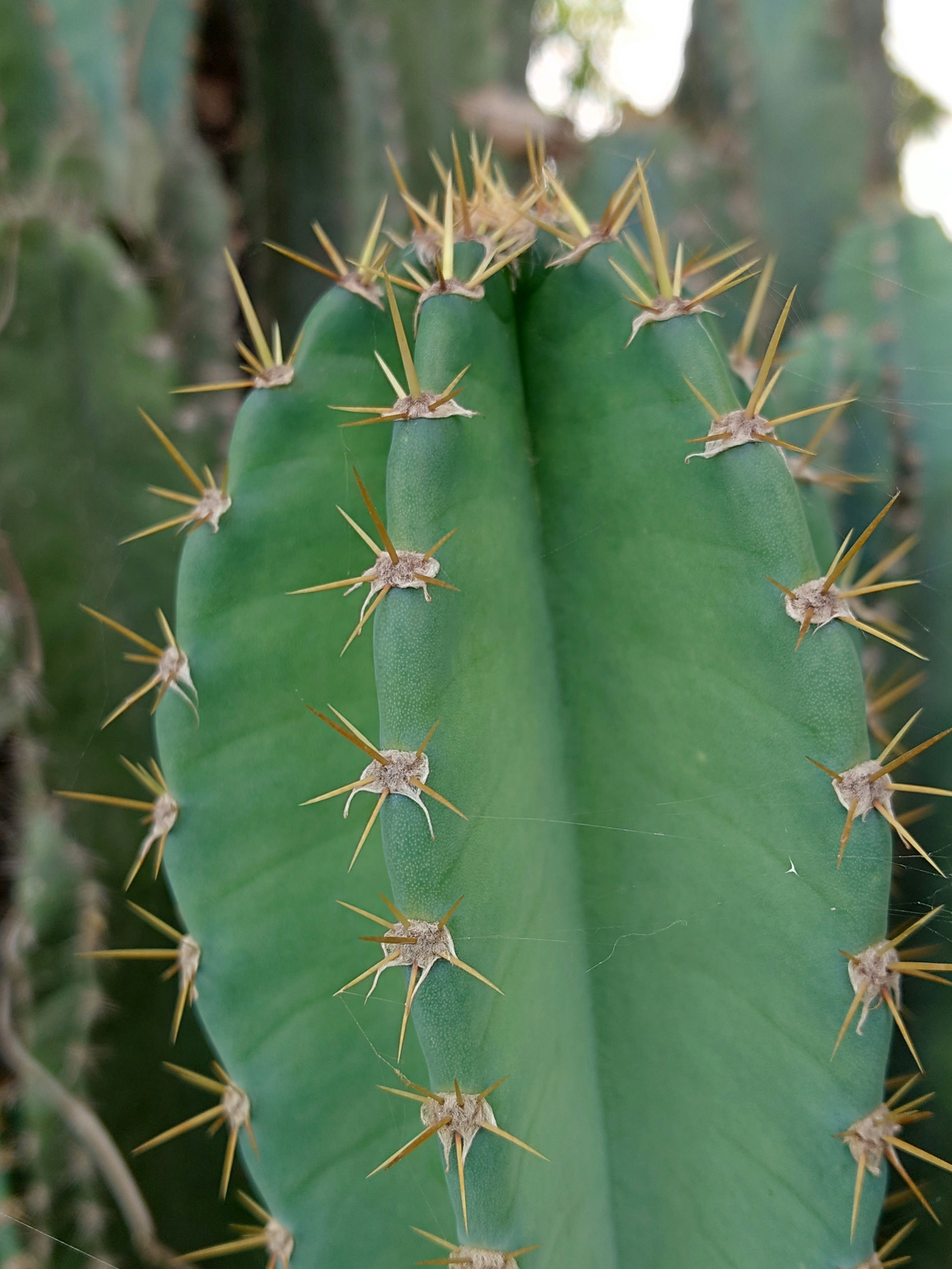 Close-up of a cactus leaf showcasing its vibrant green color and sharp spines. The intricate details highlight the unique textures of the plant.