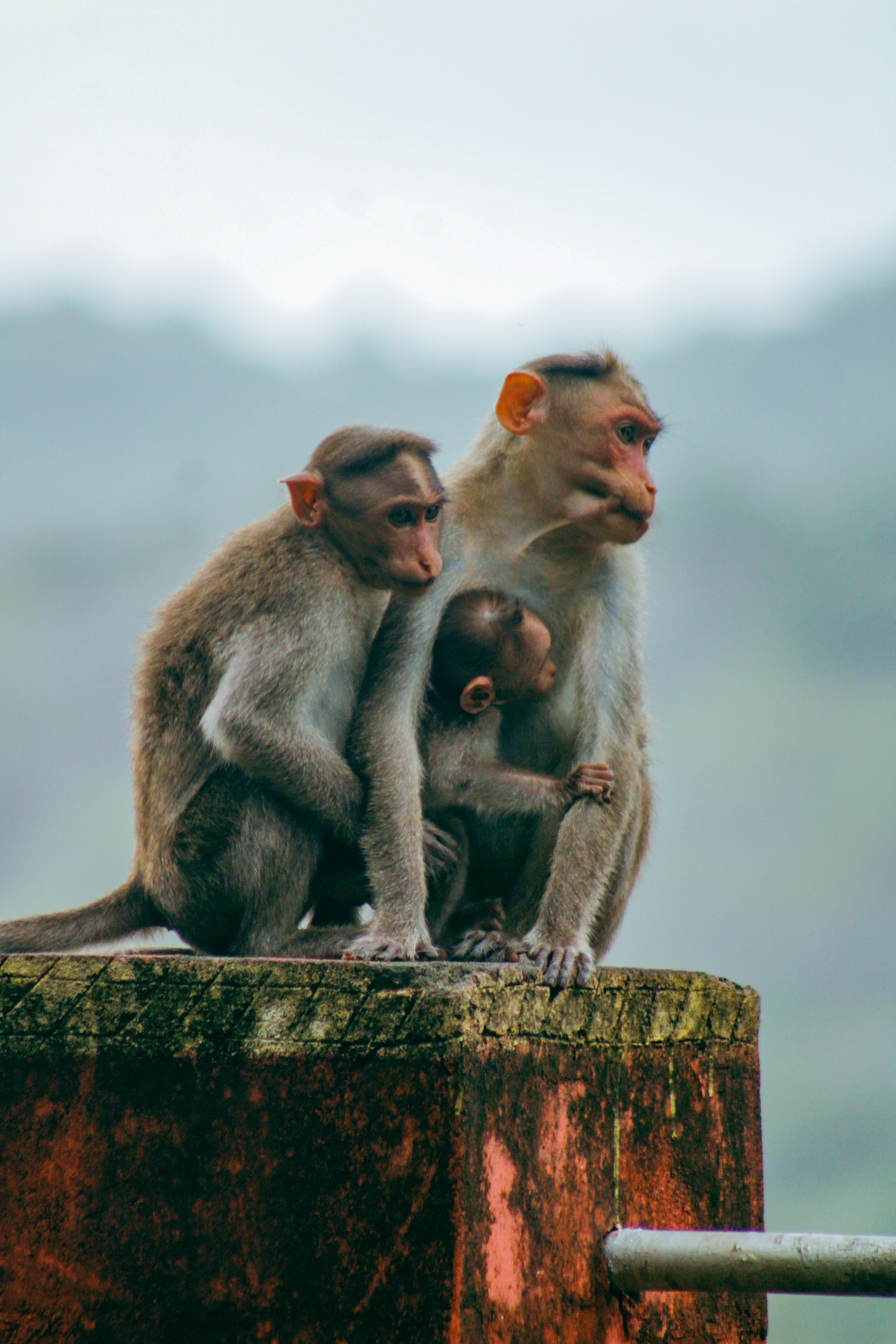 A group of monkeys photo – Free Animal Image on Unsplash